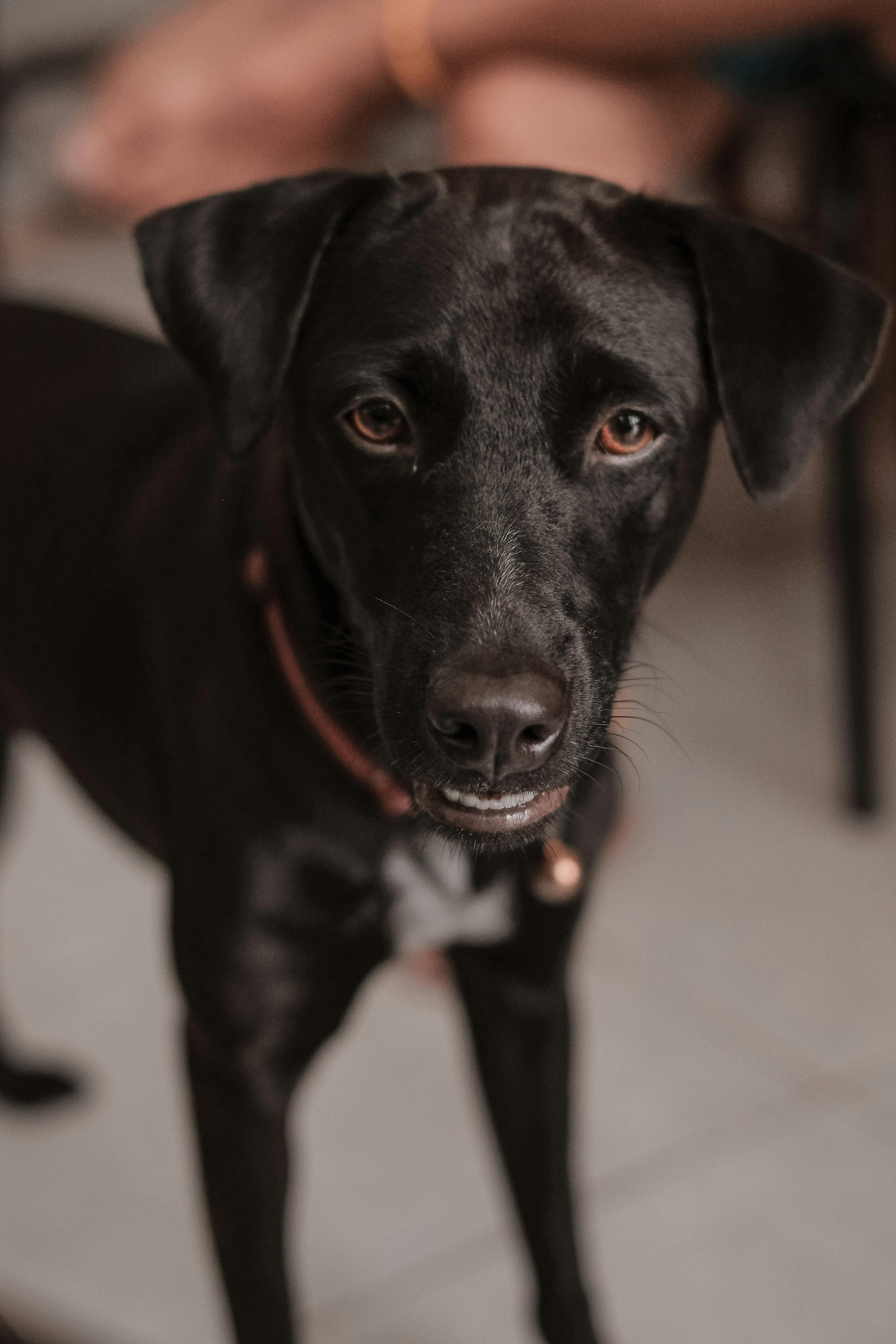 A Black Dog in Close Up Shot · Free Stock Photo
