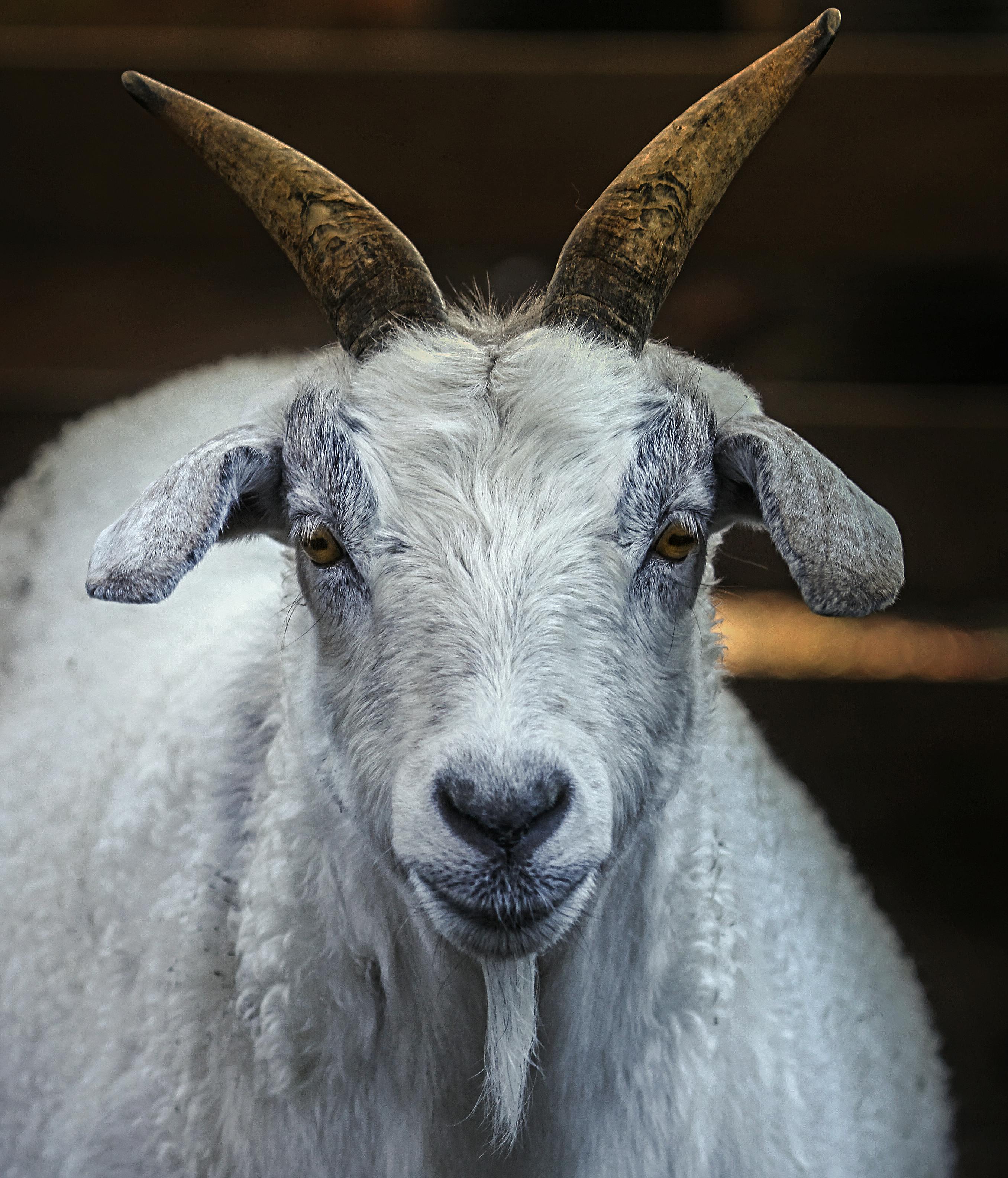 Photo of a Goat Fighter · Free Stock Photo