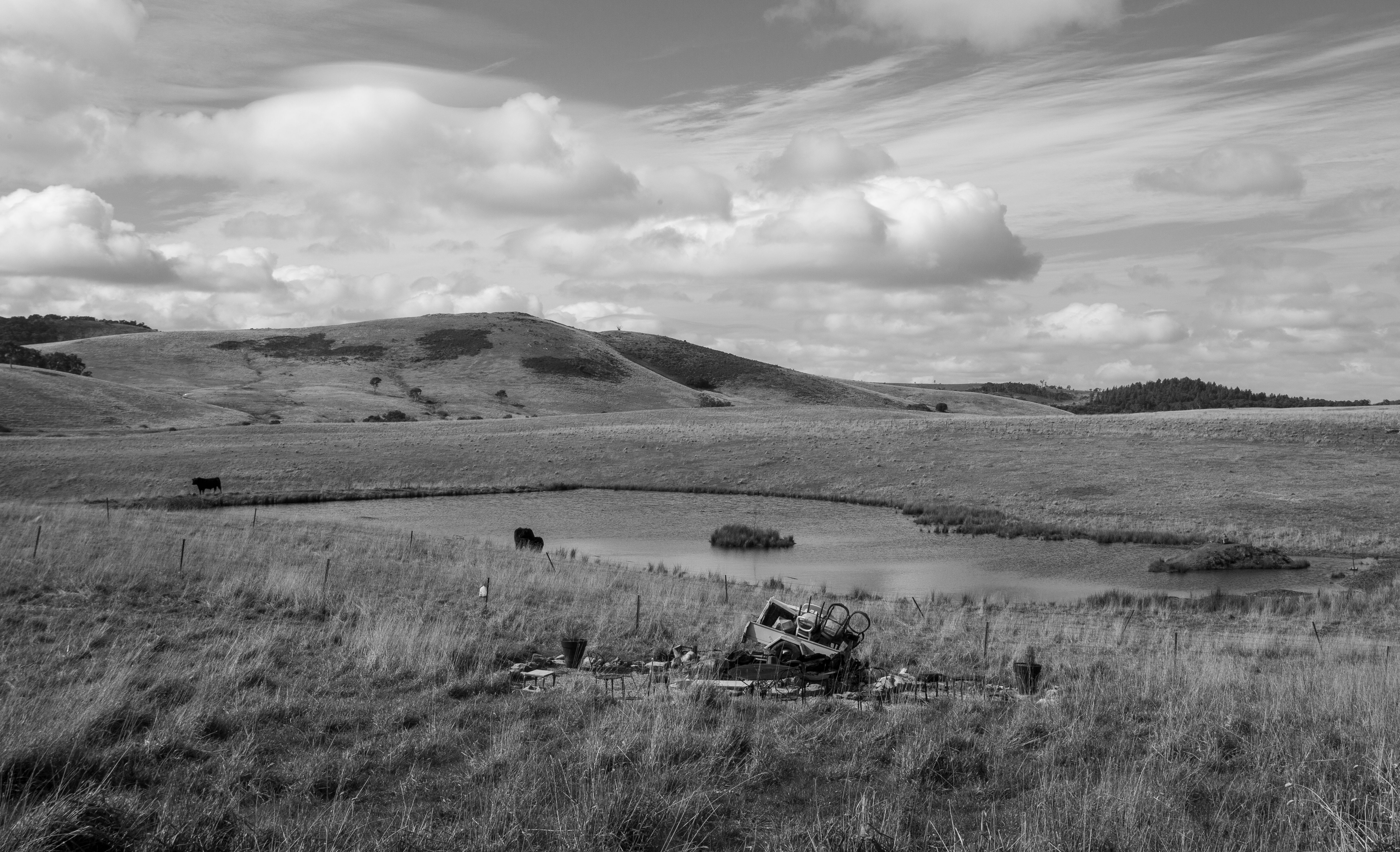 Greyscale Photo of Grass · Free Stock Photo