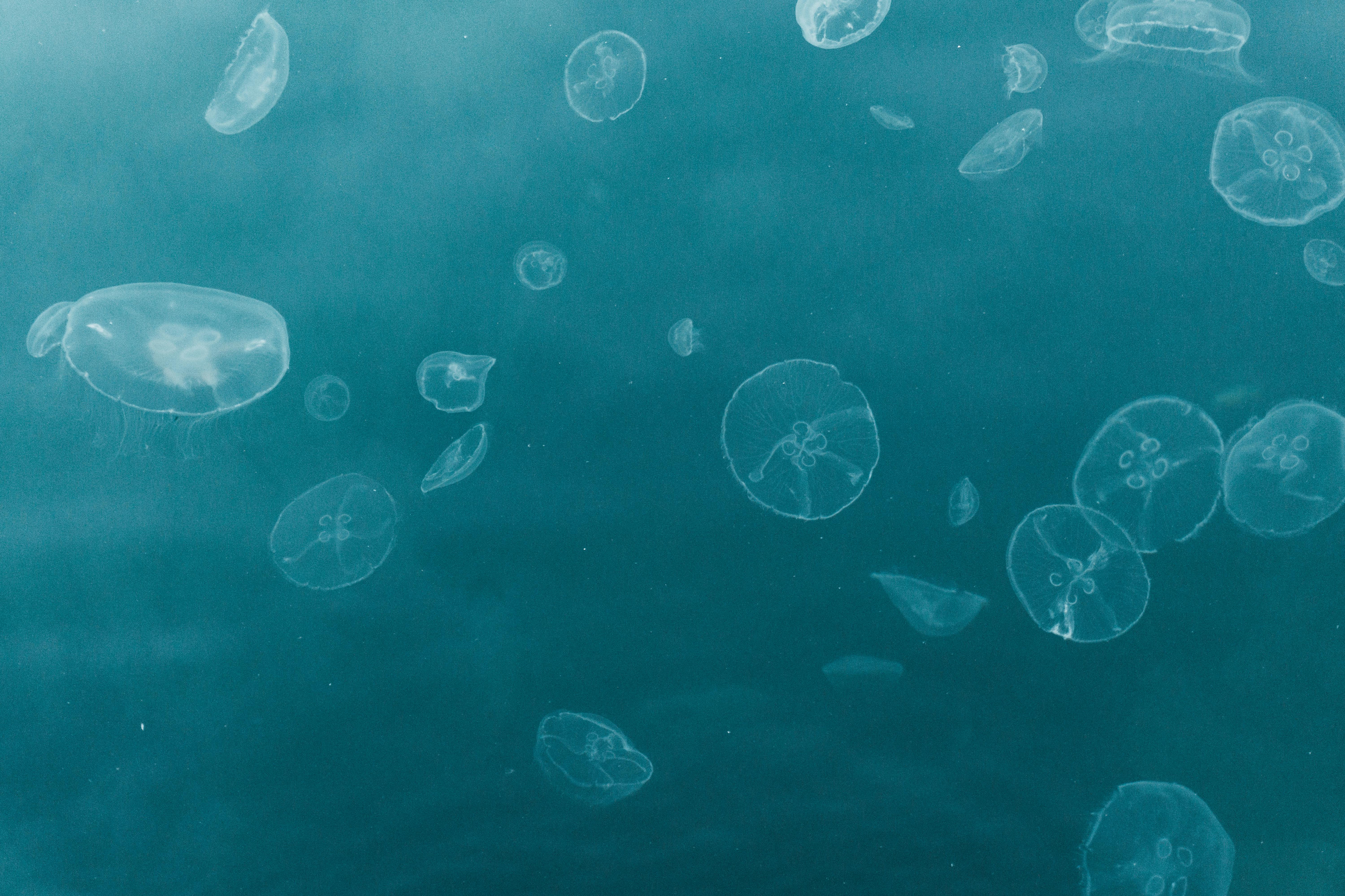 Základová fotografie na téma akvárium, aurelia aurita, bezobratlí ...