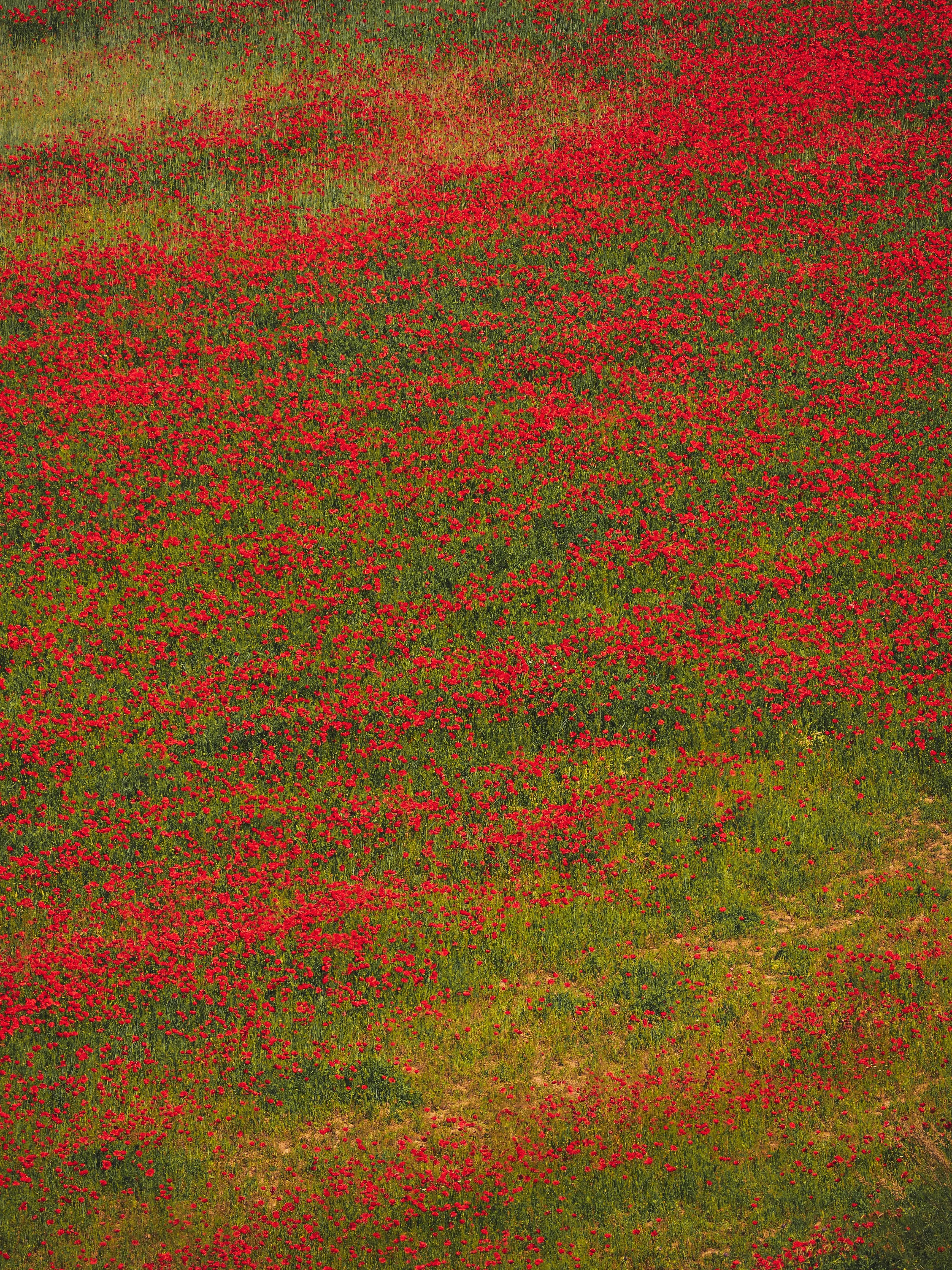 Dense Grass Field · Free Stock Photo