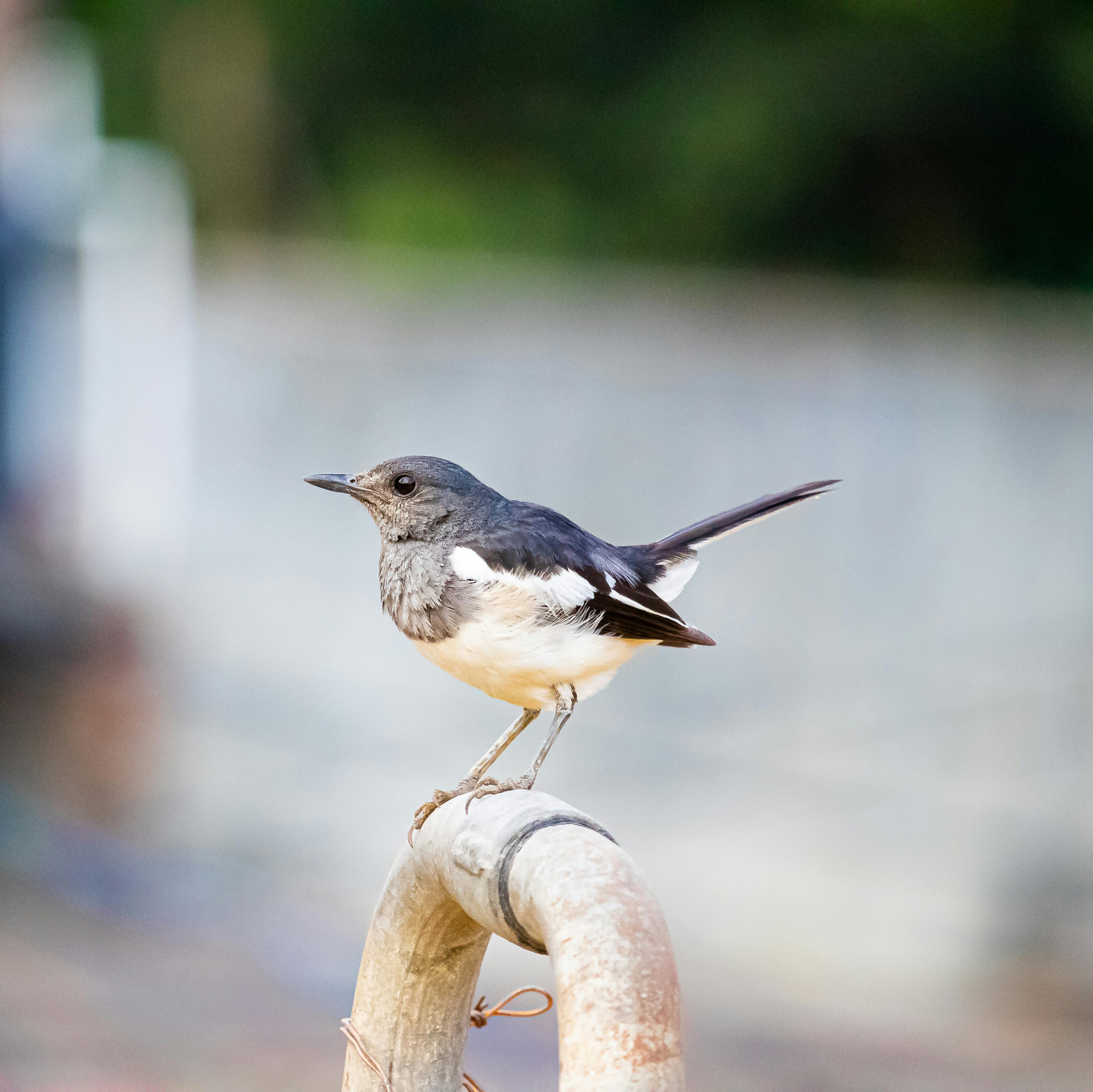 Close-up of a Gray and White Bird in Blurred Backgroung · Free Stock Photo