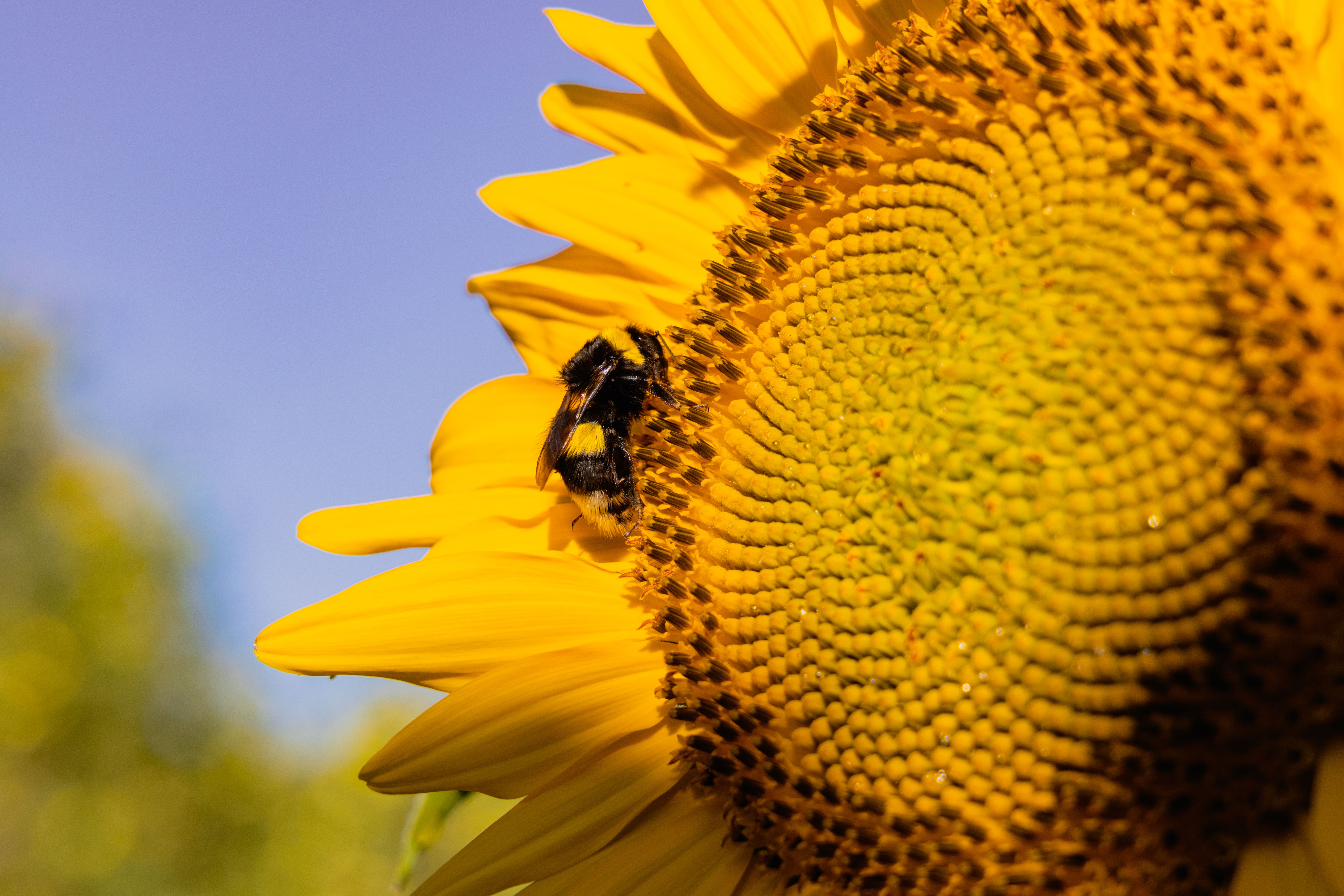 Bee on Sunflower In Close-up Photography · Free Stock Photo