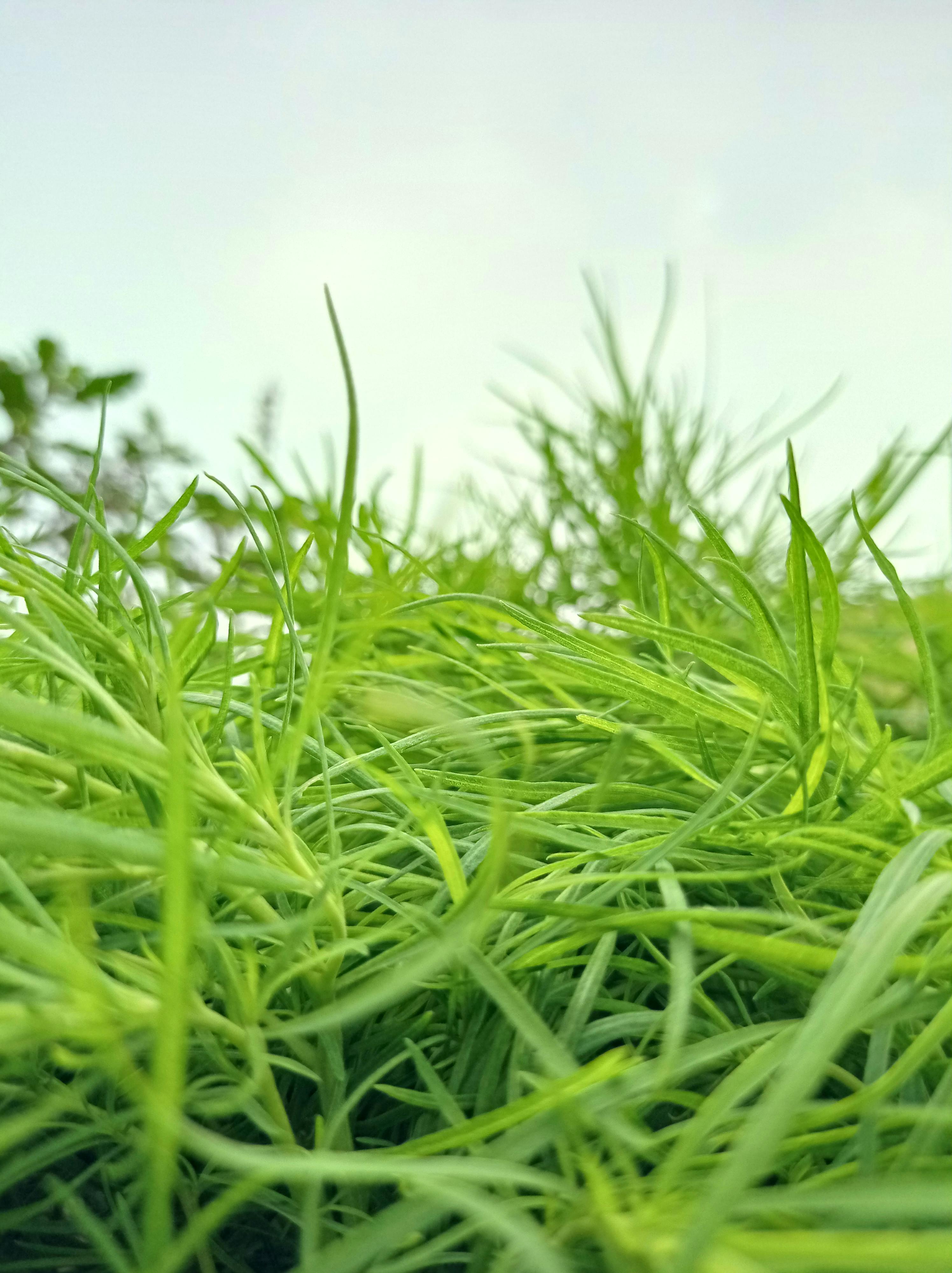 Green Grass in Close Up Photography · Free Stock Photo