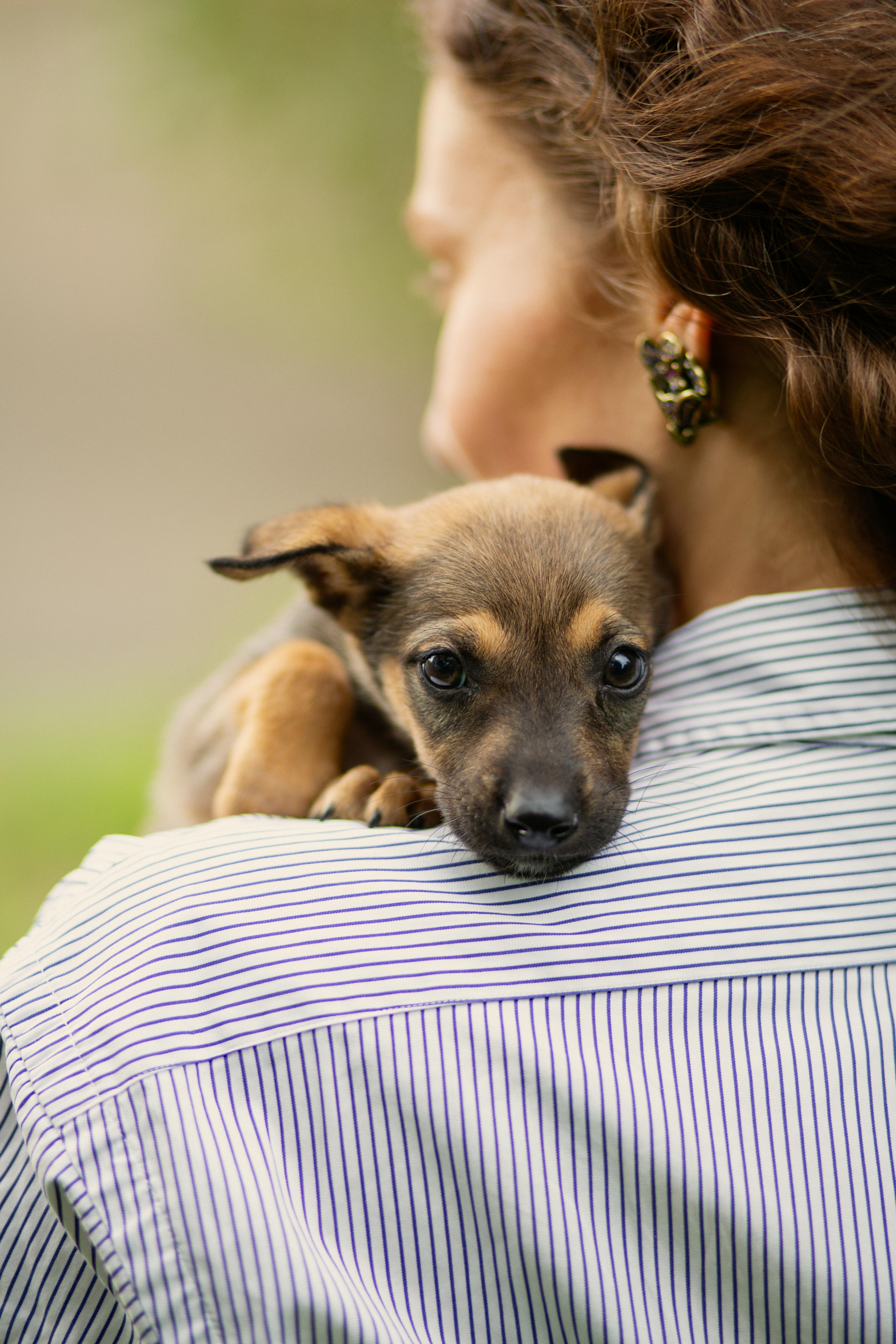 Dog Safety Photos, Download The BEST Free Dog Safety Stock Photos & HD ...