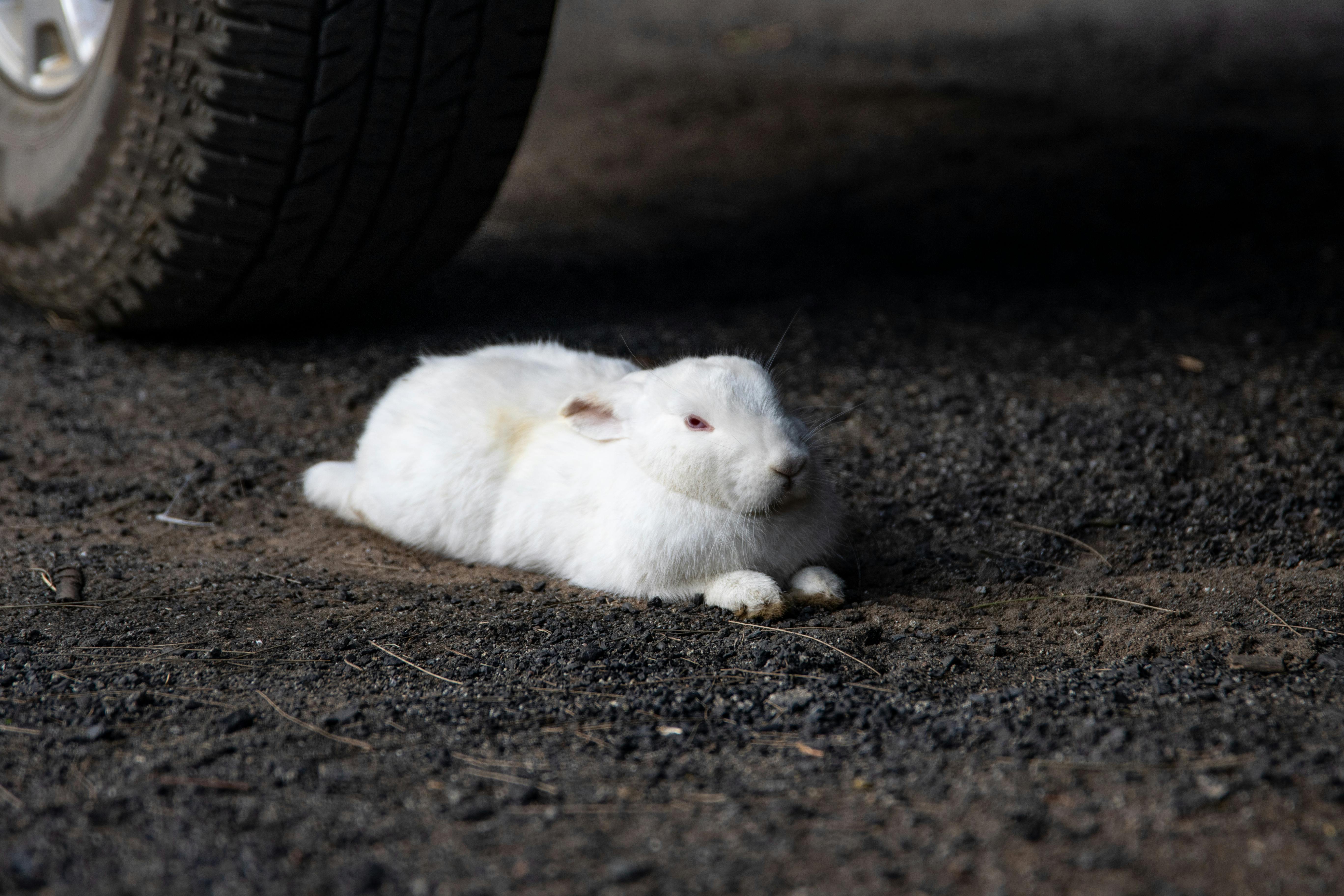 A White Rabbit Lying Down on the Ground Near a Tire · Free Stock Photo