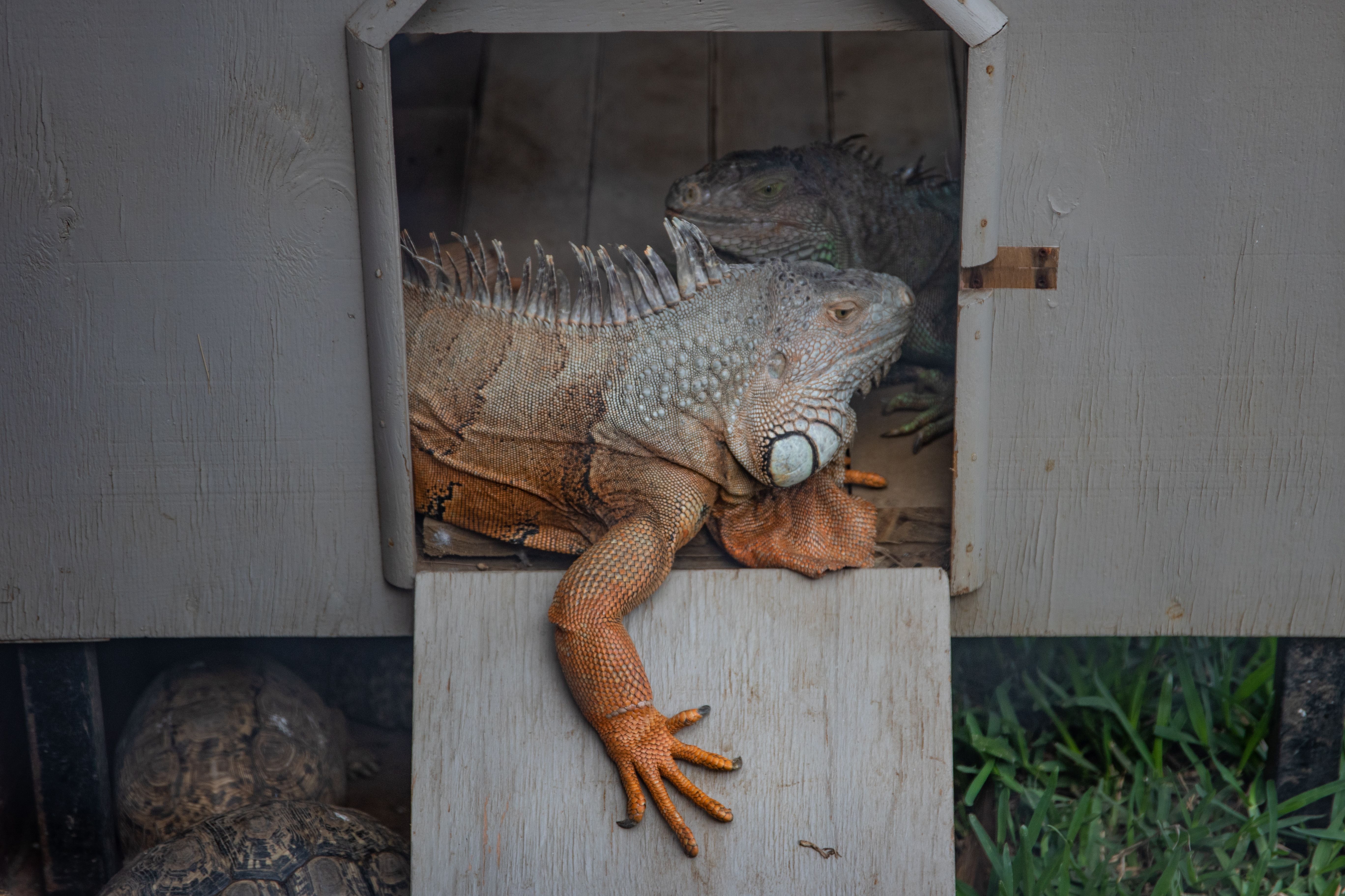 Close-Up Shot of Iguanas · Free Stock Photo