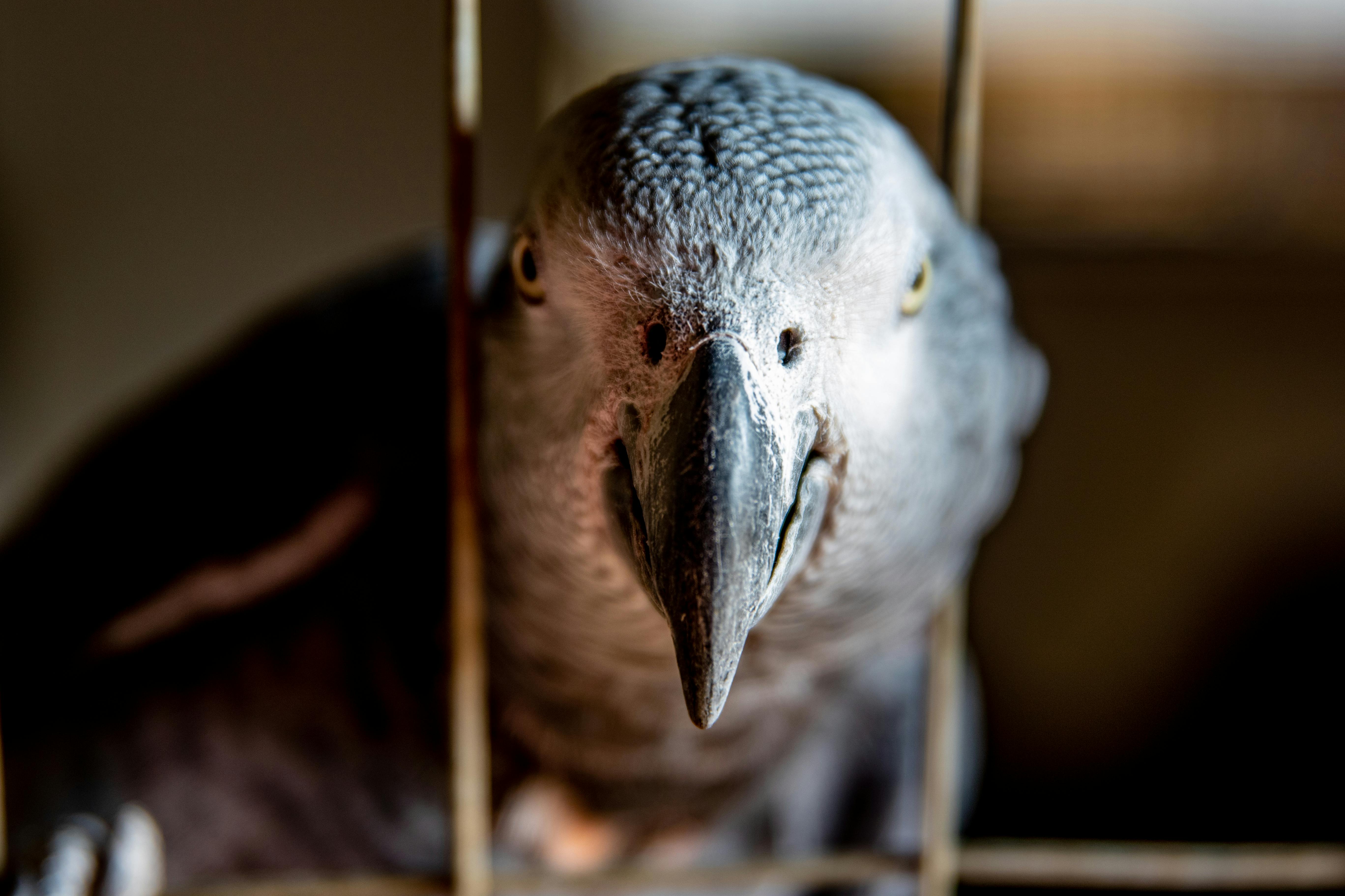 African Gray Parrot Facing Sideways · Free Stock Photo
