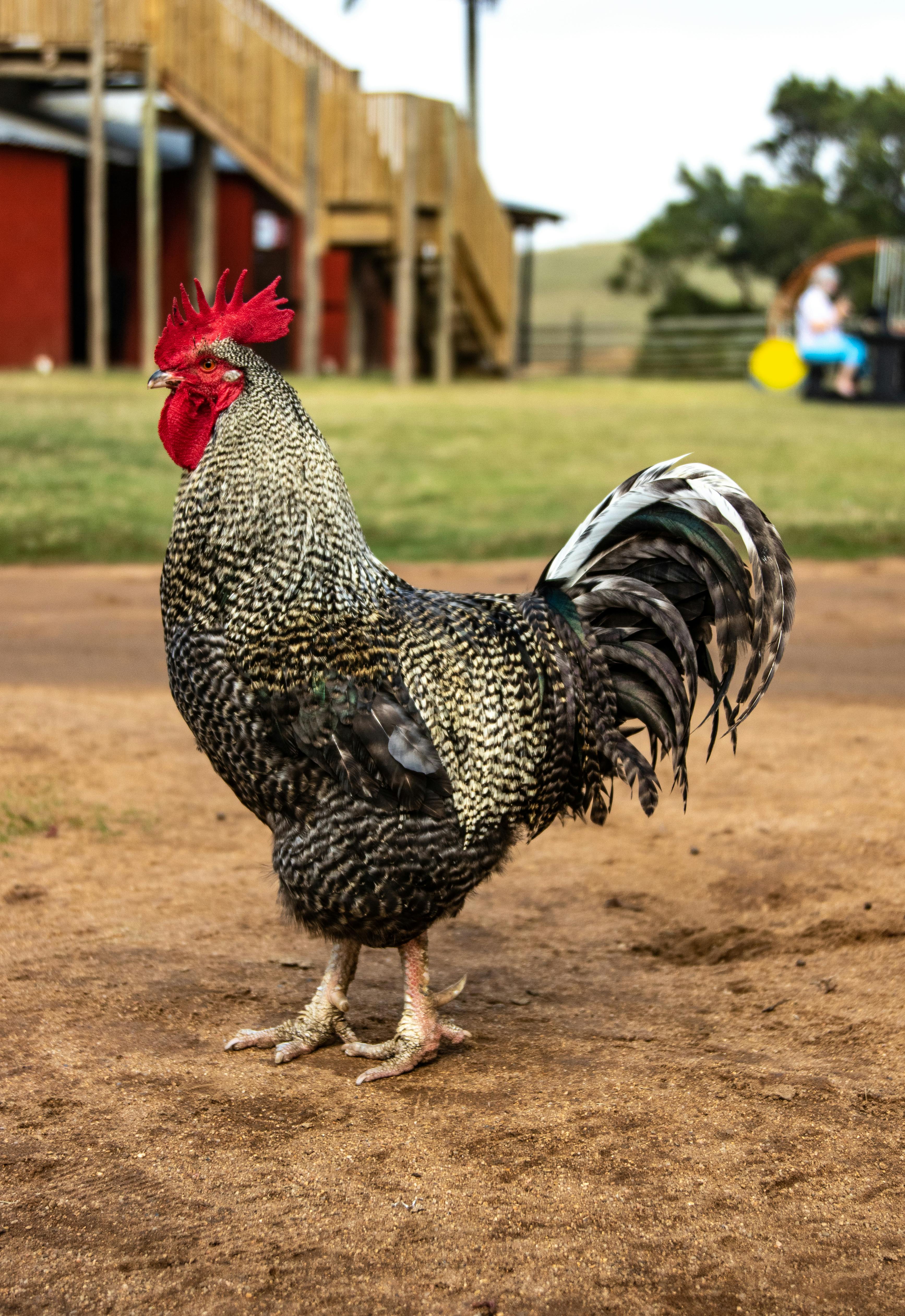 Photo of a Chicken · Free Stock Photo