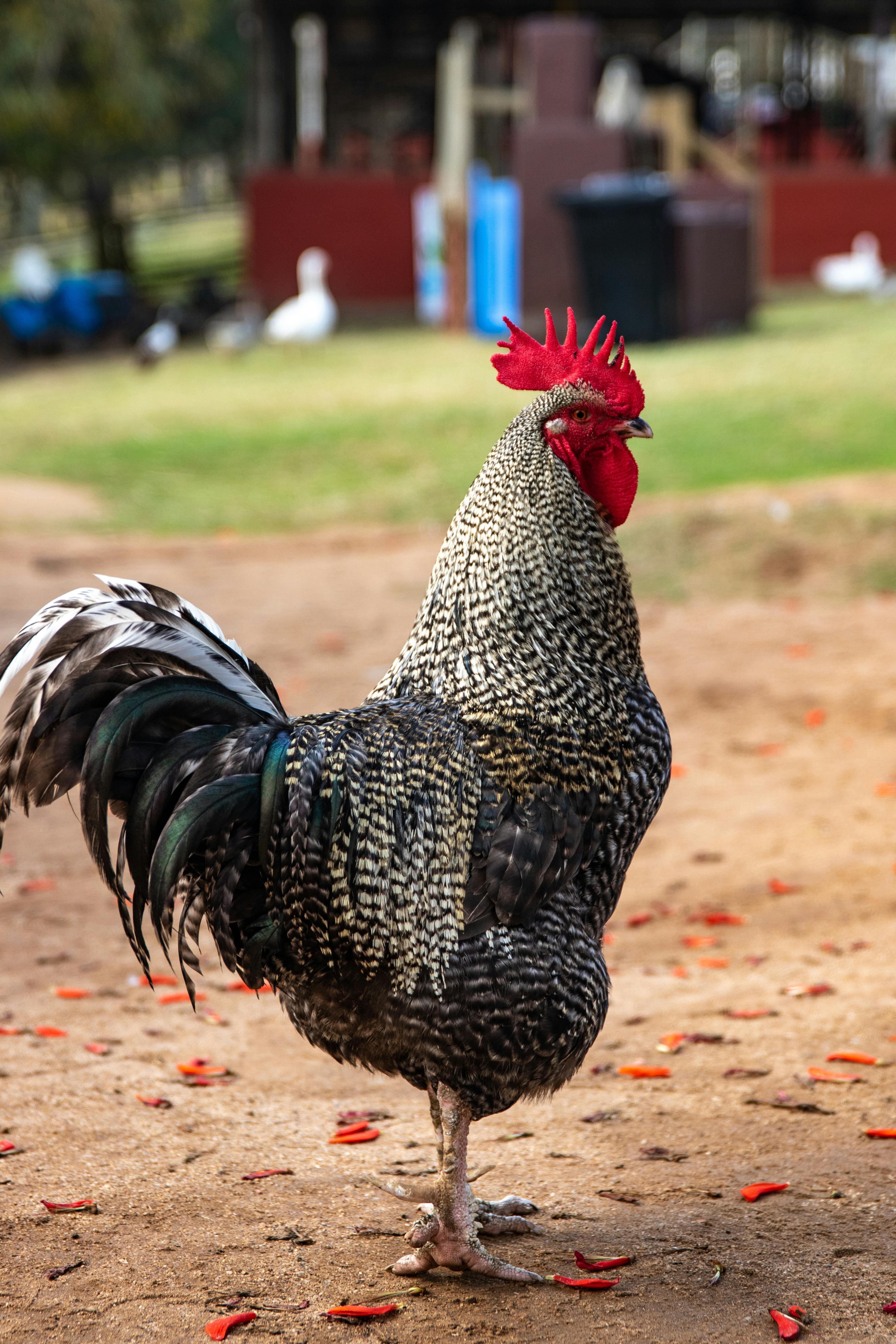 Photo of Walking Rooster · Free Stock Photo