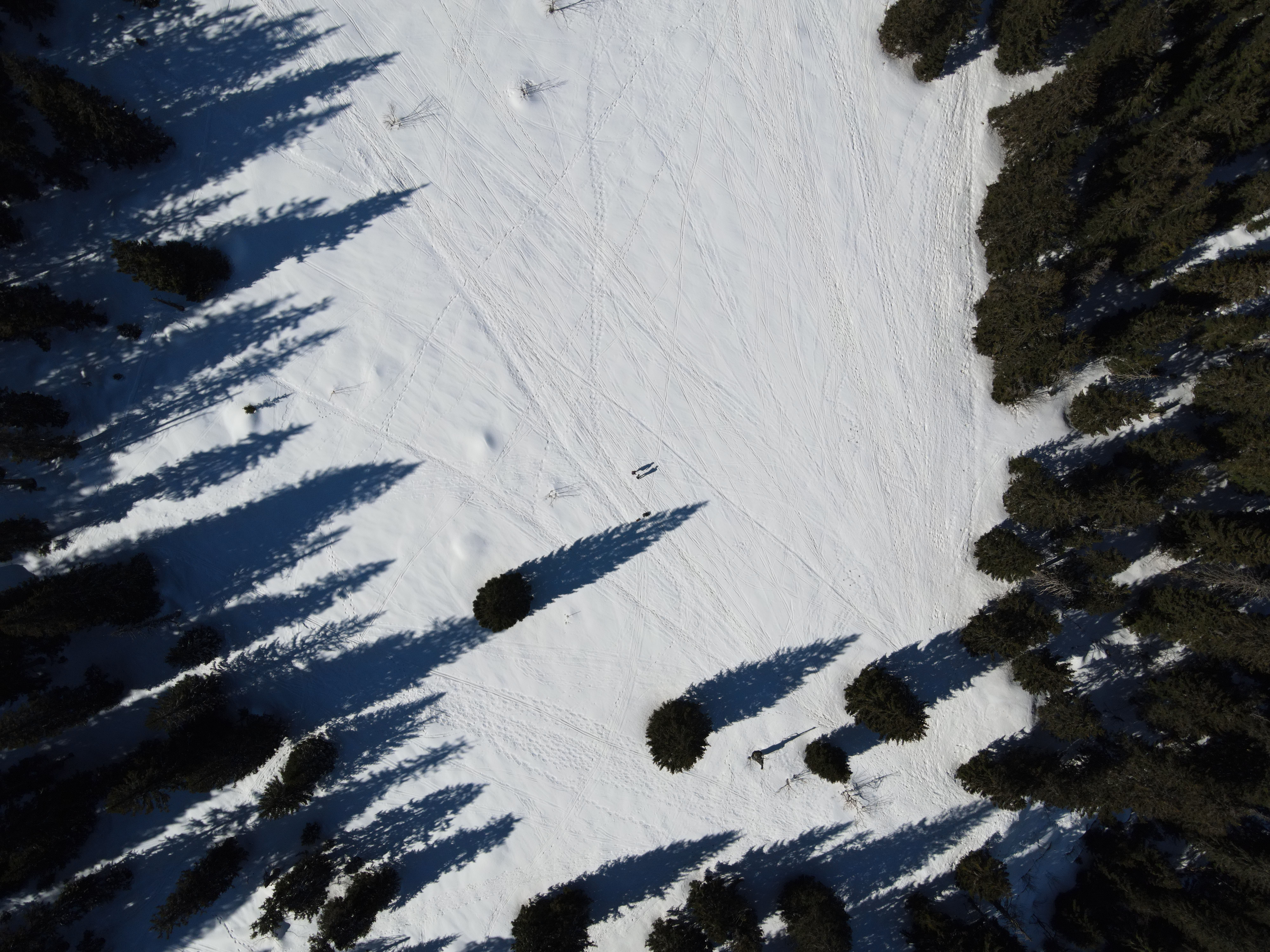 Aerial Photo of Trees on Snow Covered Ground · Free Stock Photo