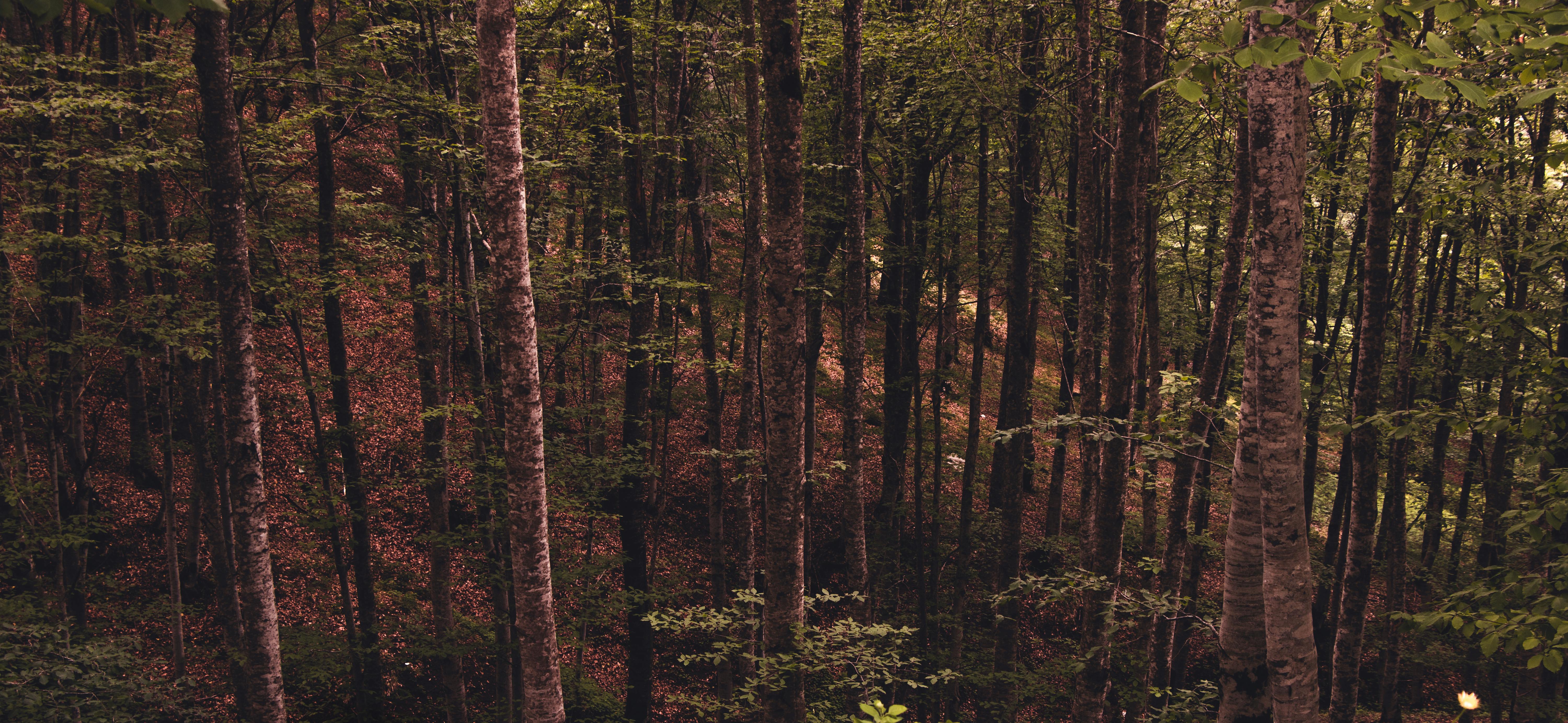 Tall Trees in Forest · Free Stock Photo