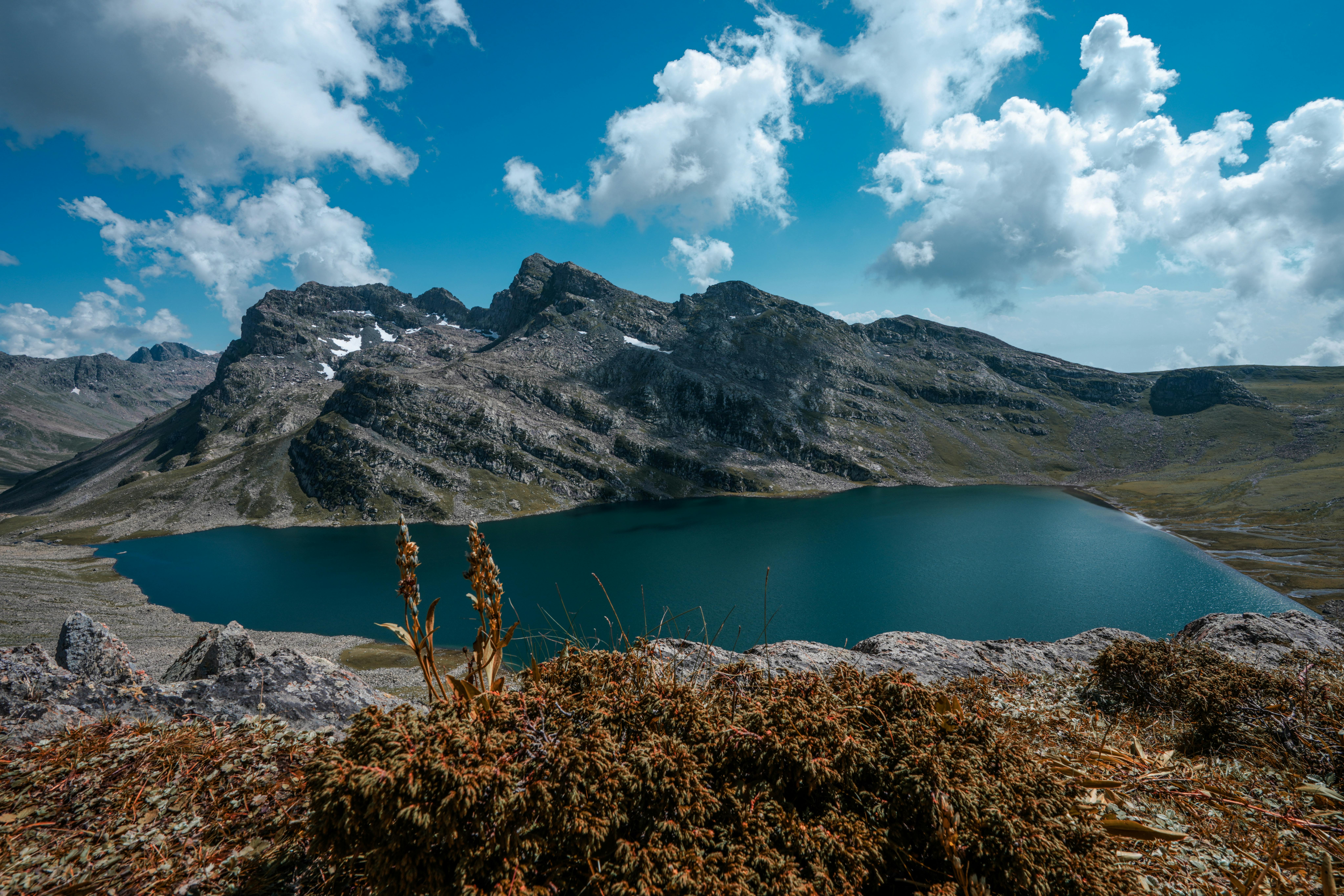 Brown Shrubs Near Body of Water · Free Stock Photo