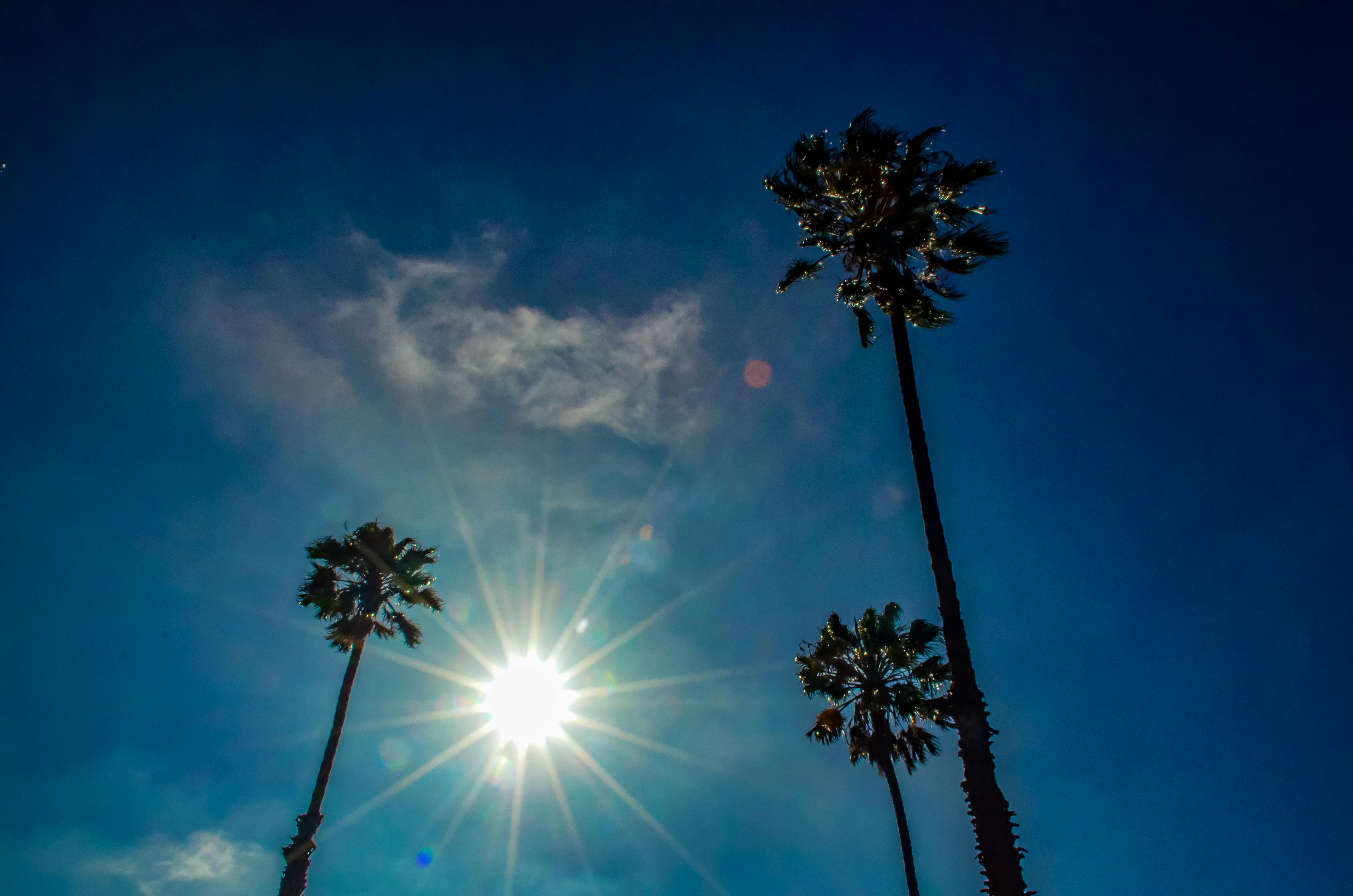 Palm trees under the sun · Free Stock Photo