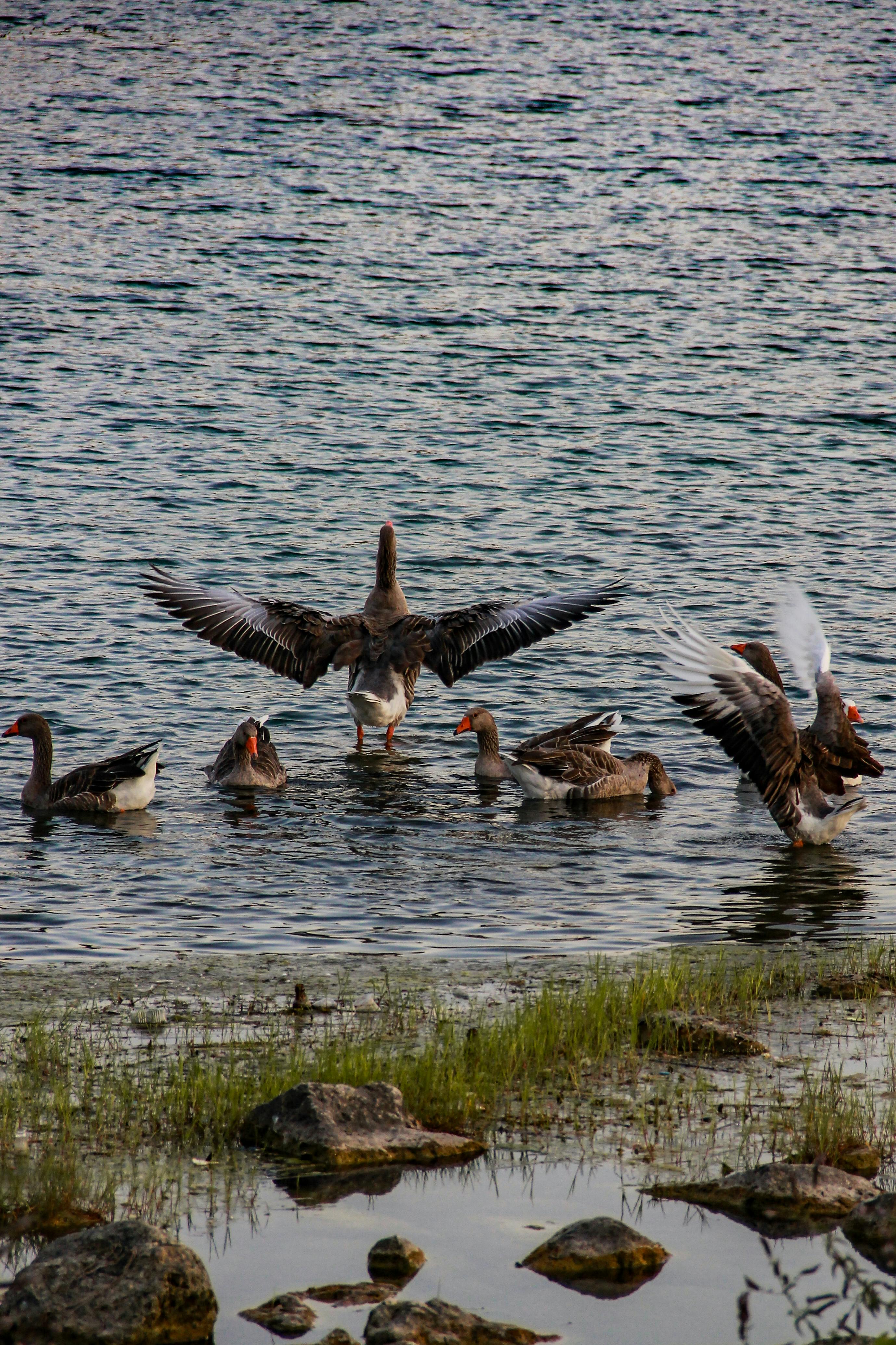 Ducks in Water near Coast · Free Stock Photo