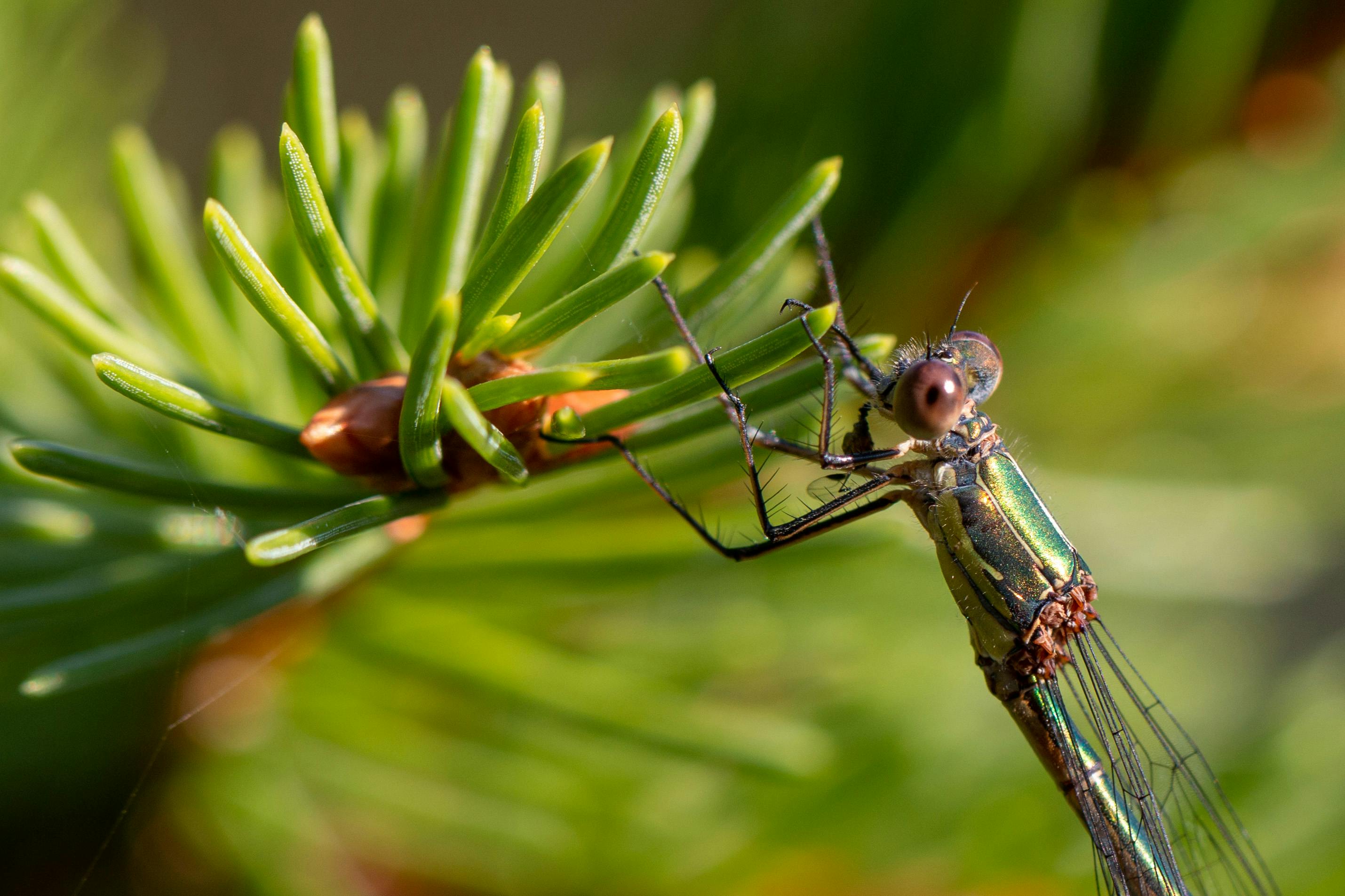 Needle Dragonfly Photos, Download The BEST Free Needle Dragonfly Stock ...