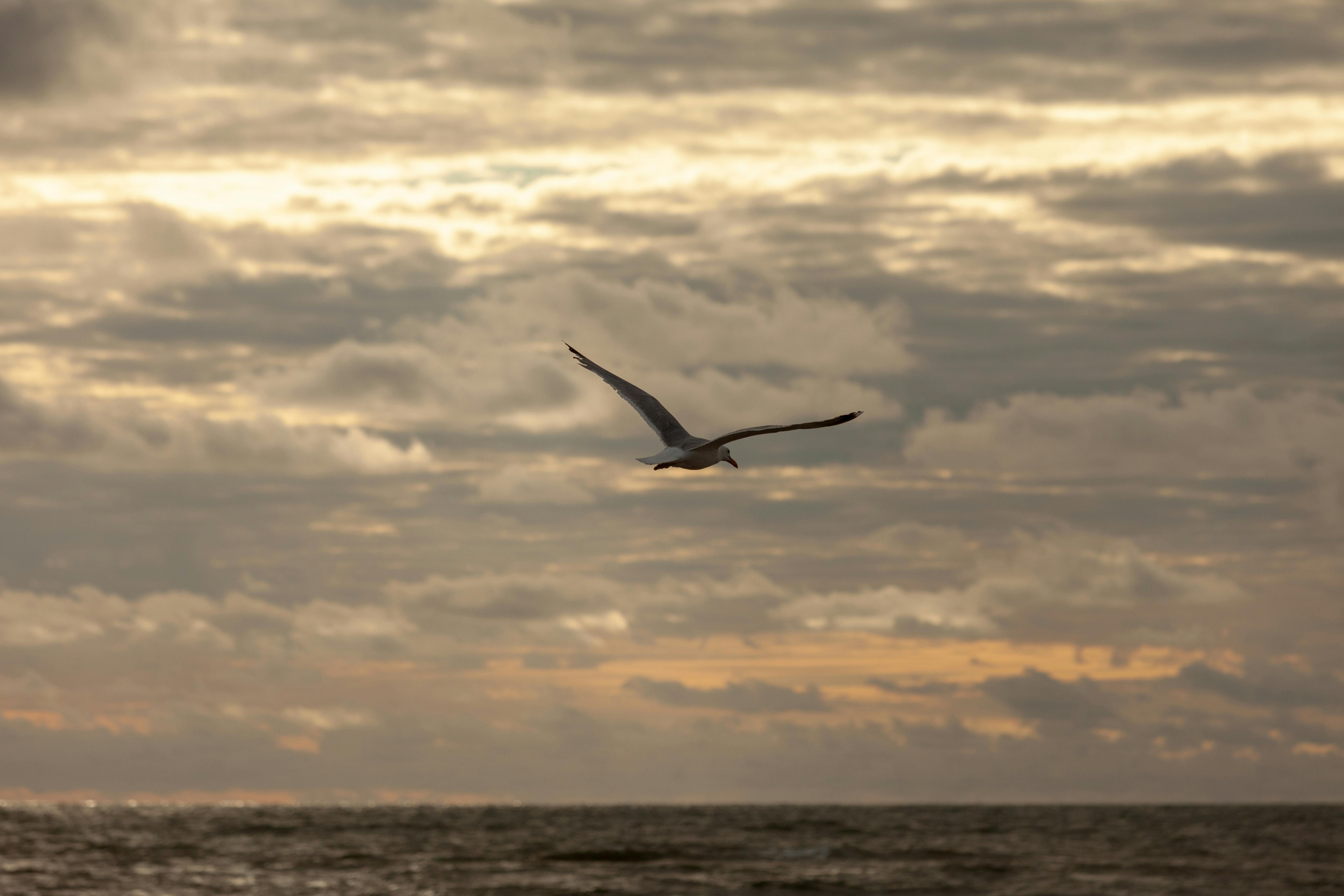 White Bird Flying · Free Stock Photo