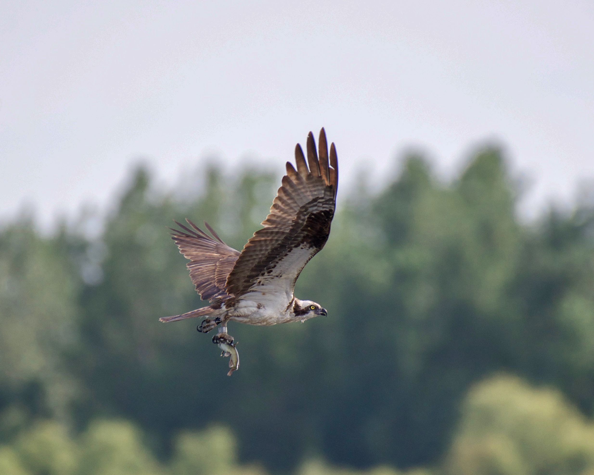 Raptor Raster Photos, Download The BEST Free Raptor Raster Stock Photos ...
