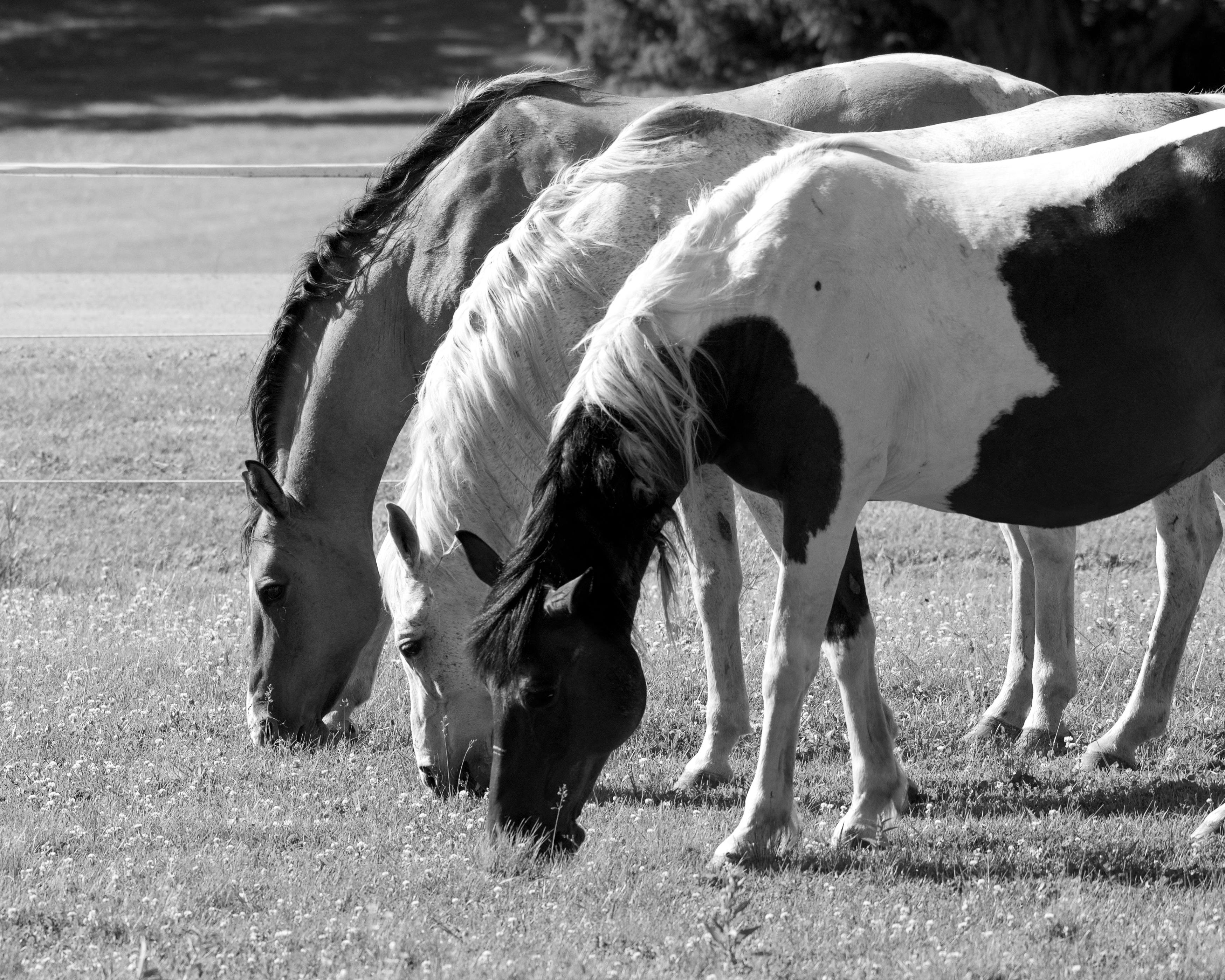 A Stallion Horse Back View Photo · Free Stock Photo