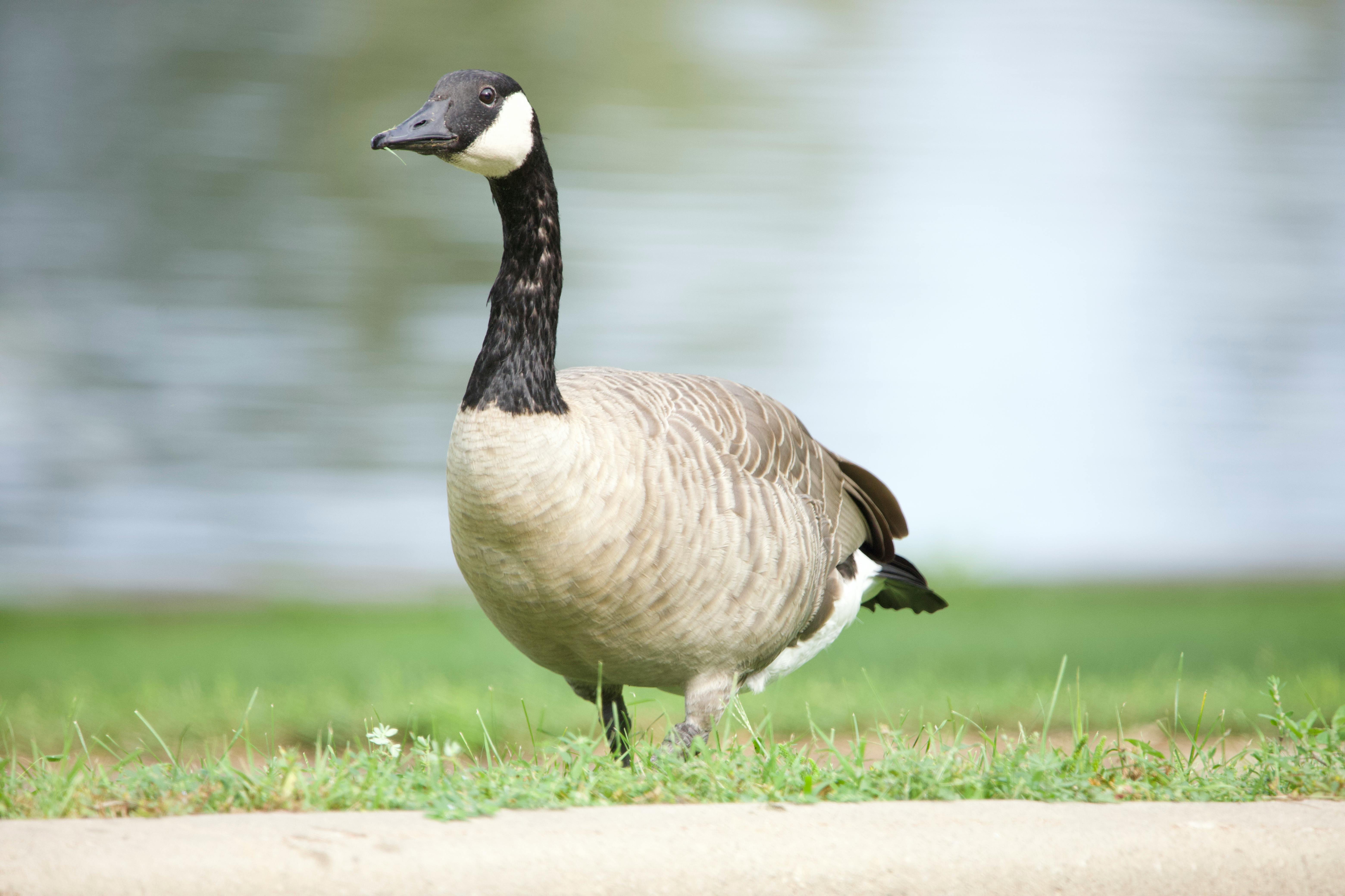 Close-Up Shot of a Canada Goose · Free Stock Photo