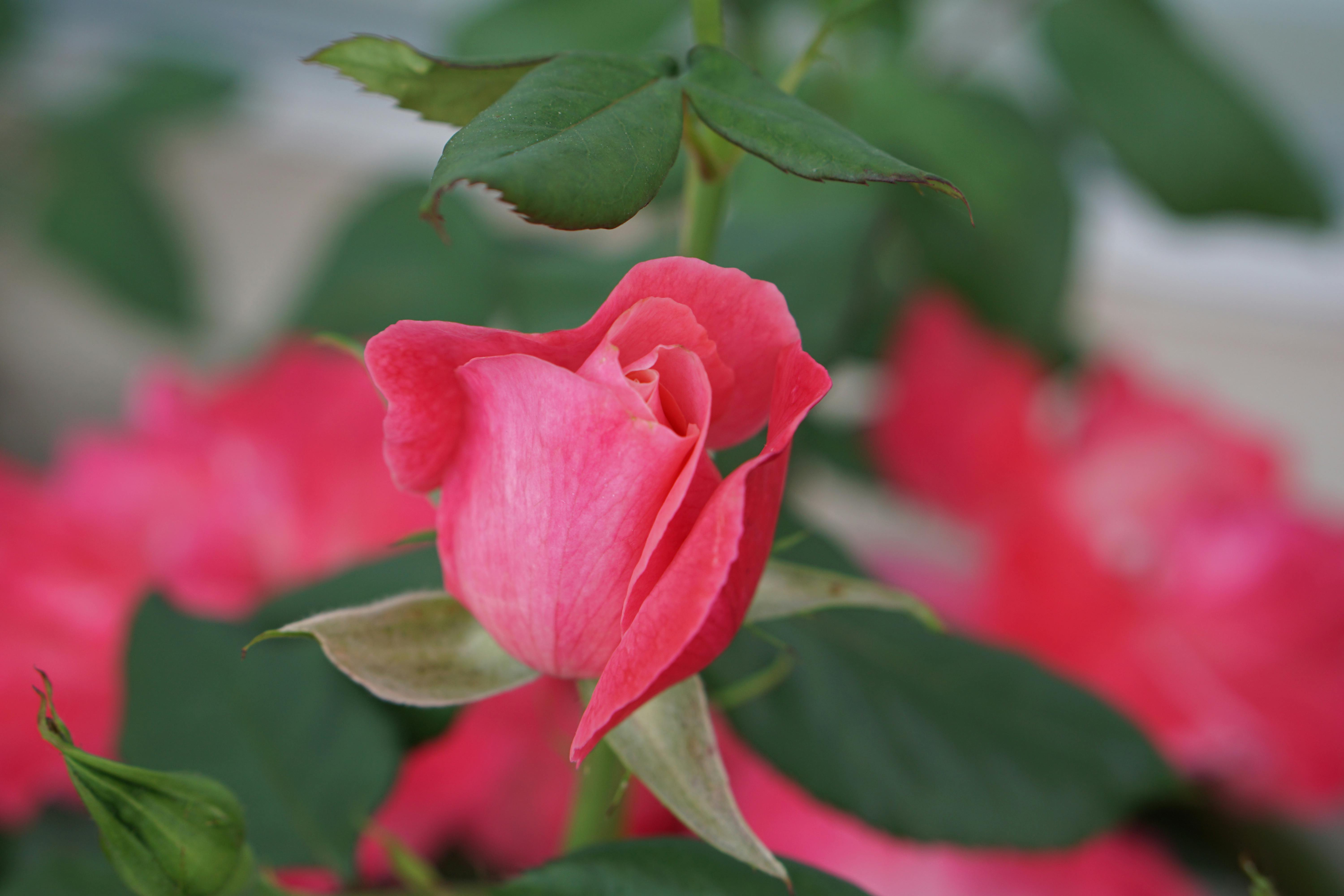 Jason Corder – Fotografia