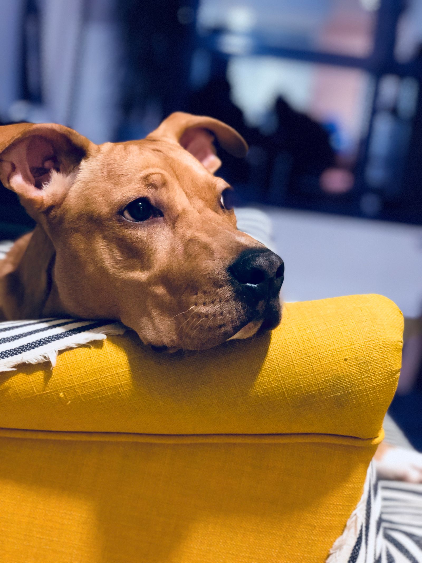 Sad Dog Photos, Download The BEST Free Sad Dog Stock Photos & HD Images