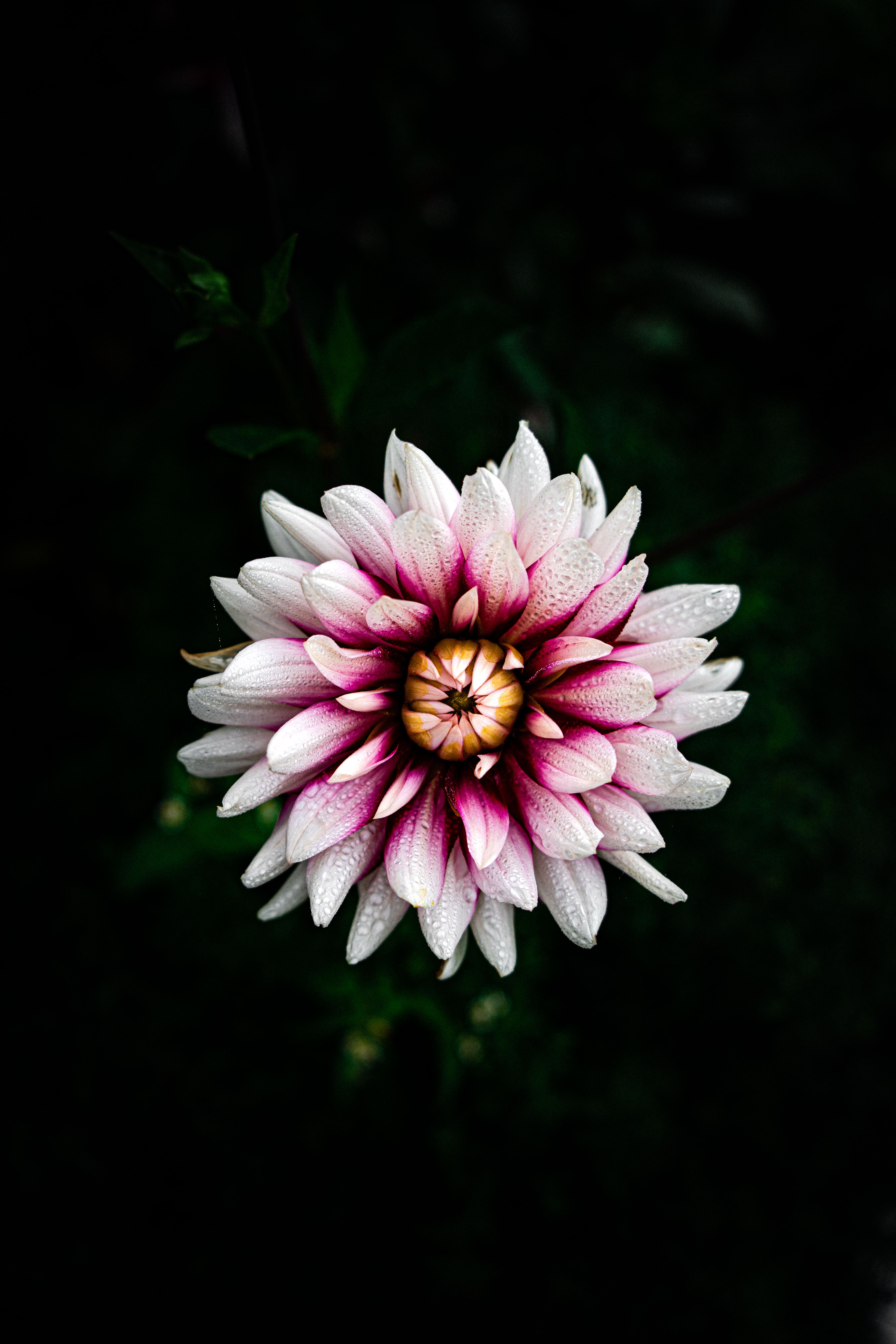 Colourful Garden Composition of Living Flowers · Free Stock Photo