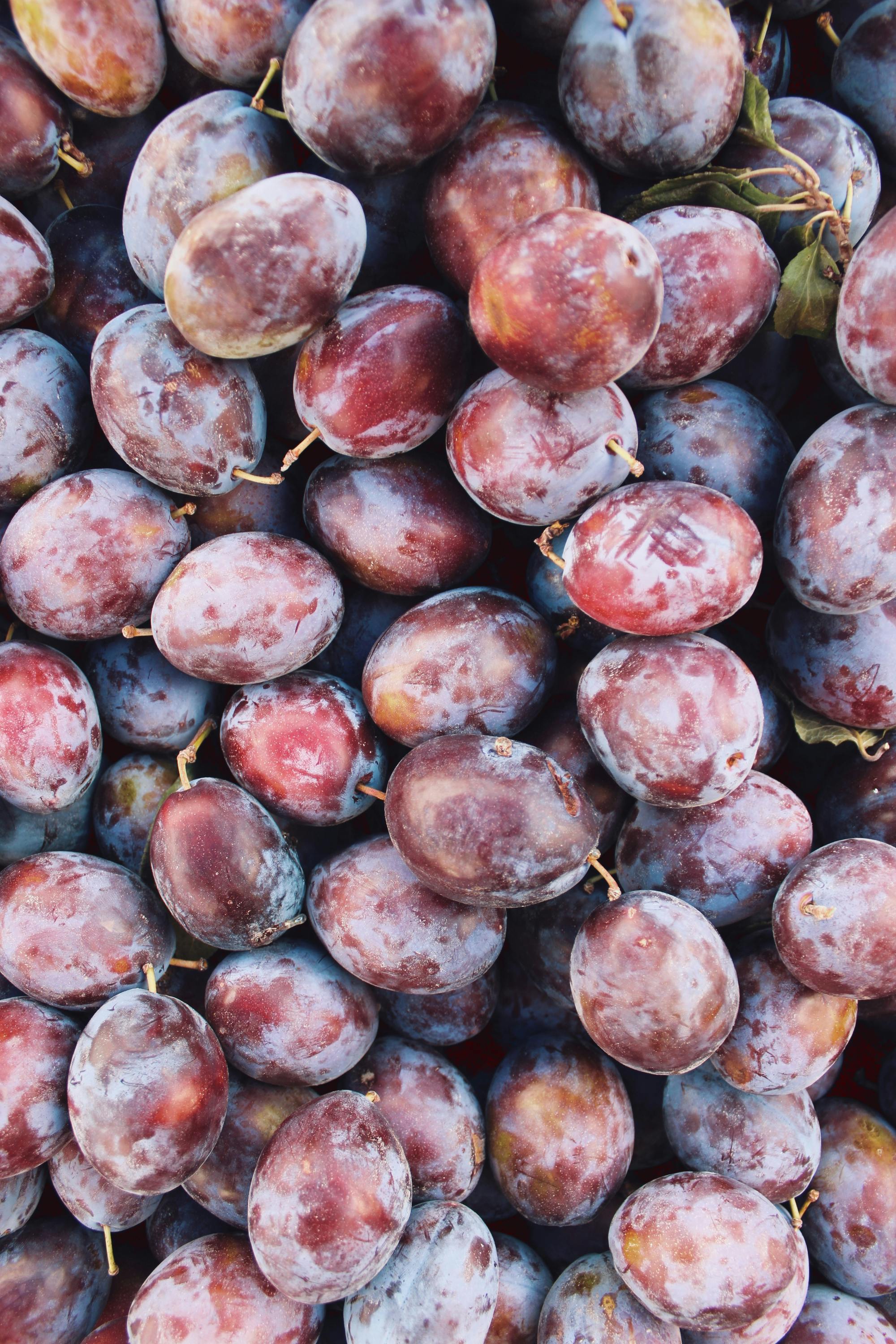 Prune Fruits Hanging on a Tree · Free Stock Photo