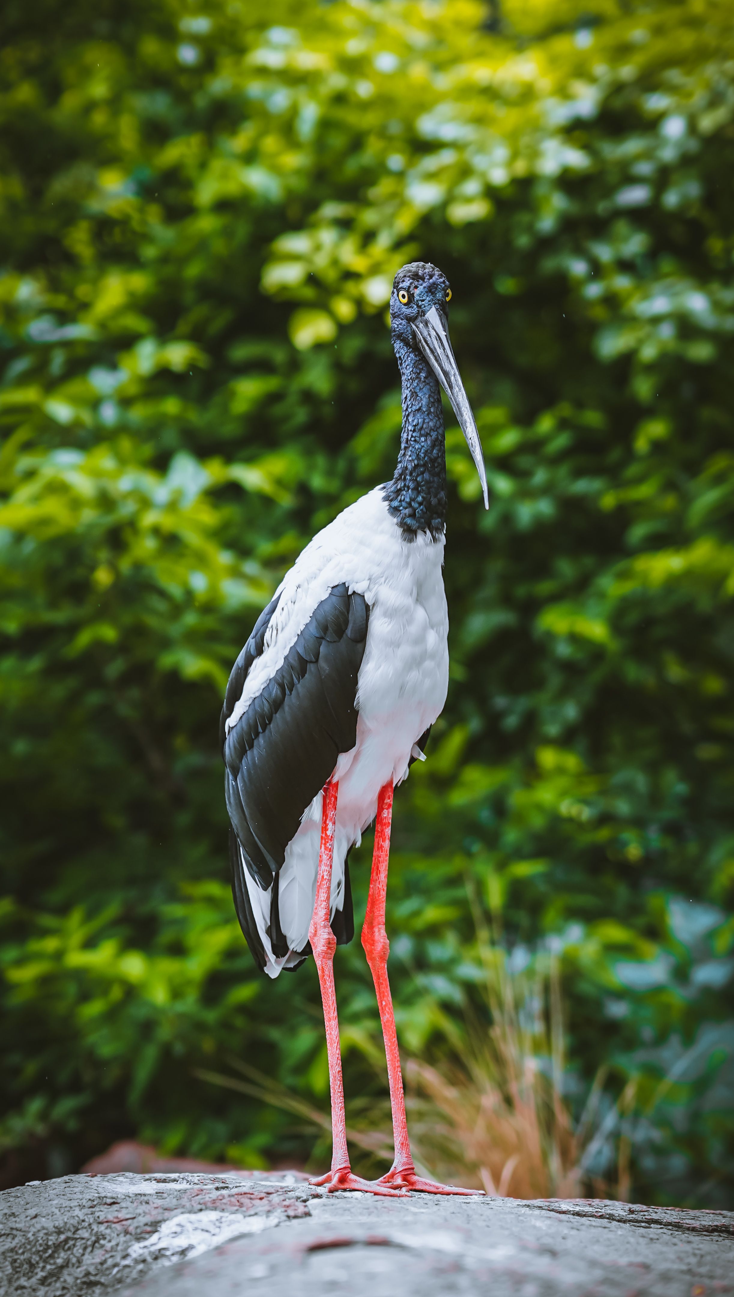 Bird with Long Neck · Free Stock Photo