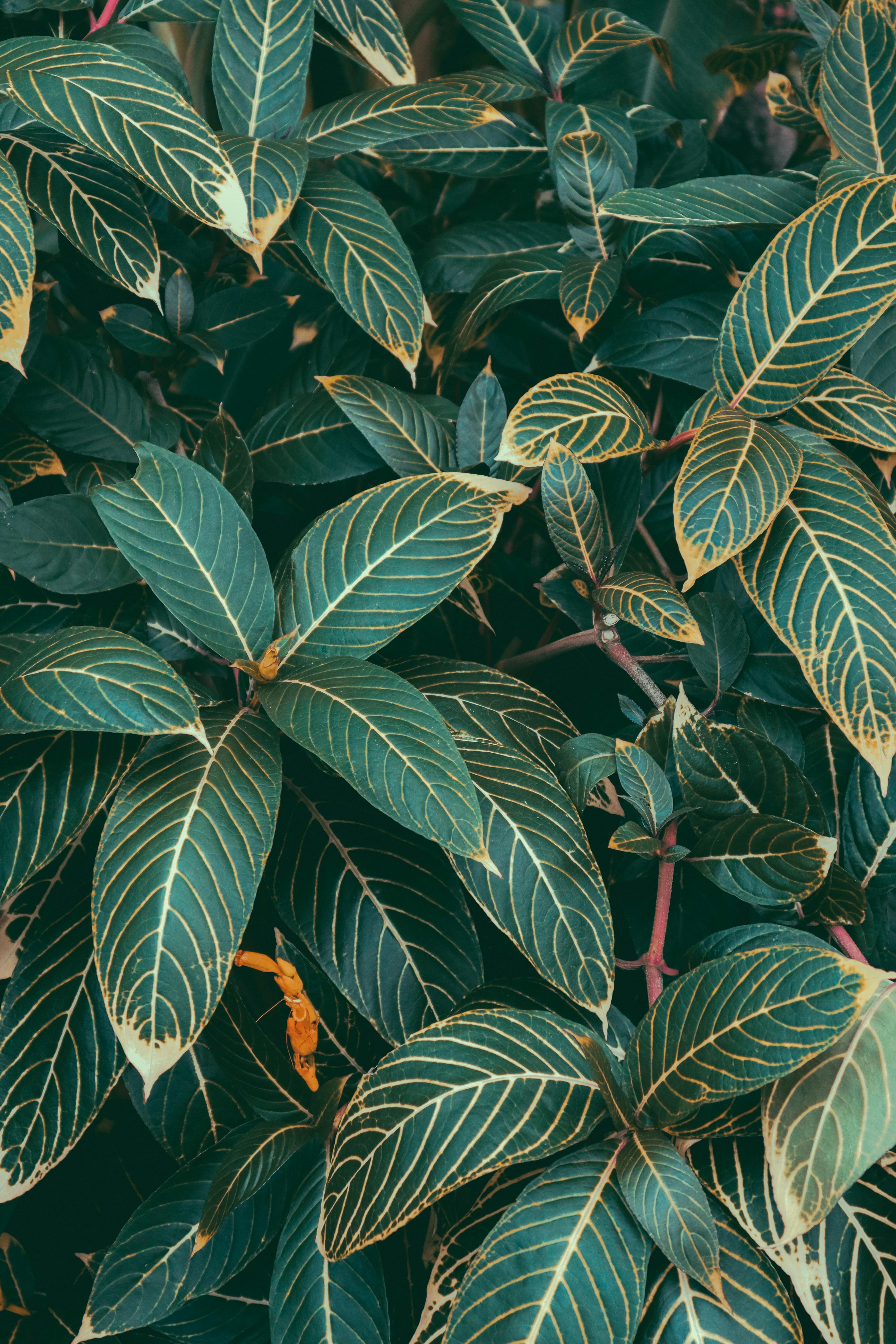 Leaves of a Sanchezia Plant · Free Stock Photo