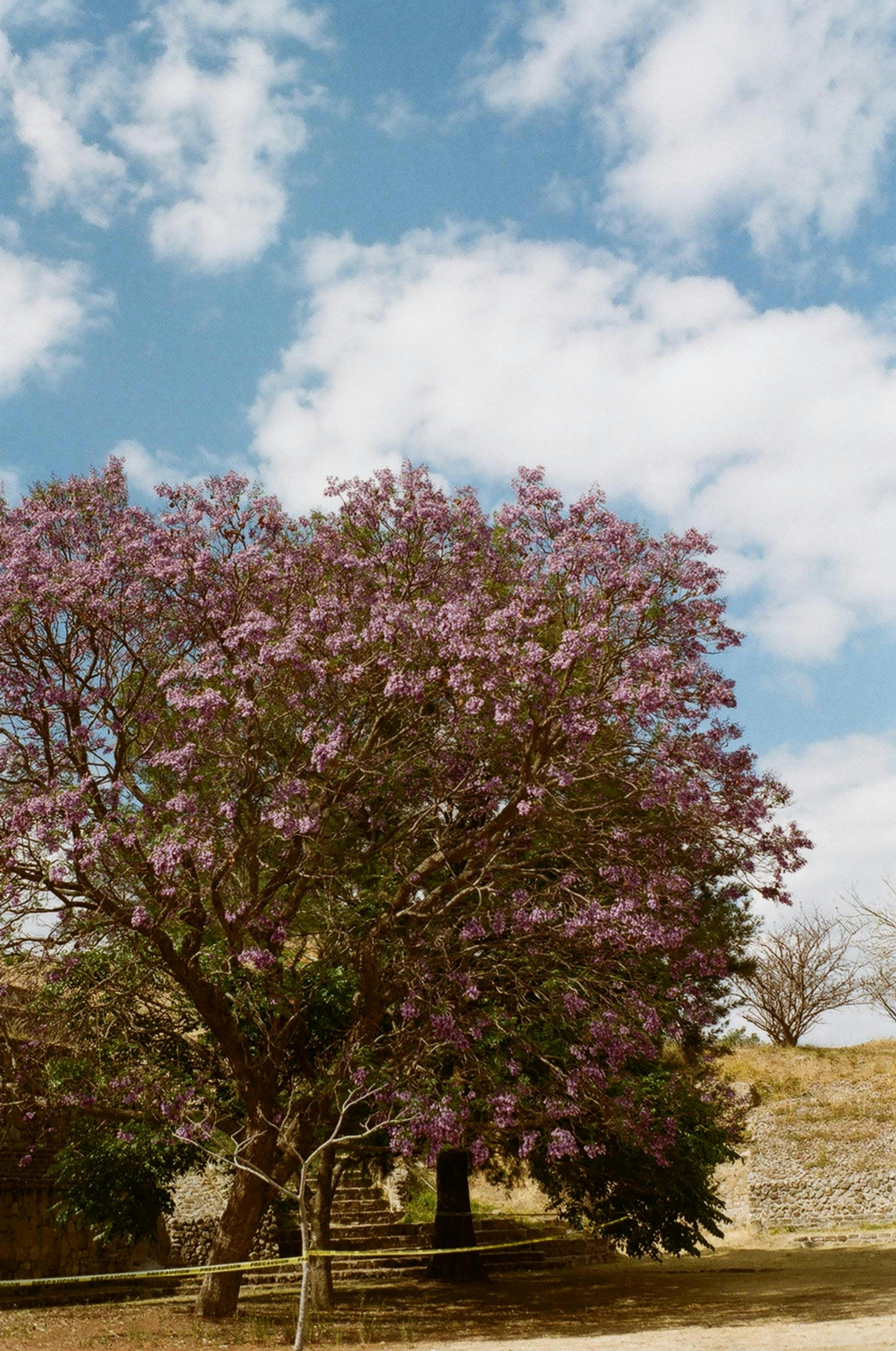 10+ Best Jacaranda Photos · 100% Free Download · Pexels Stock Photos