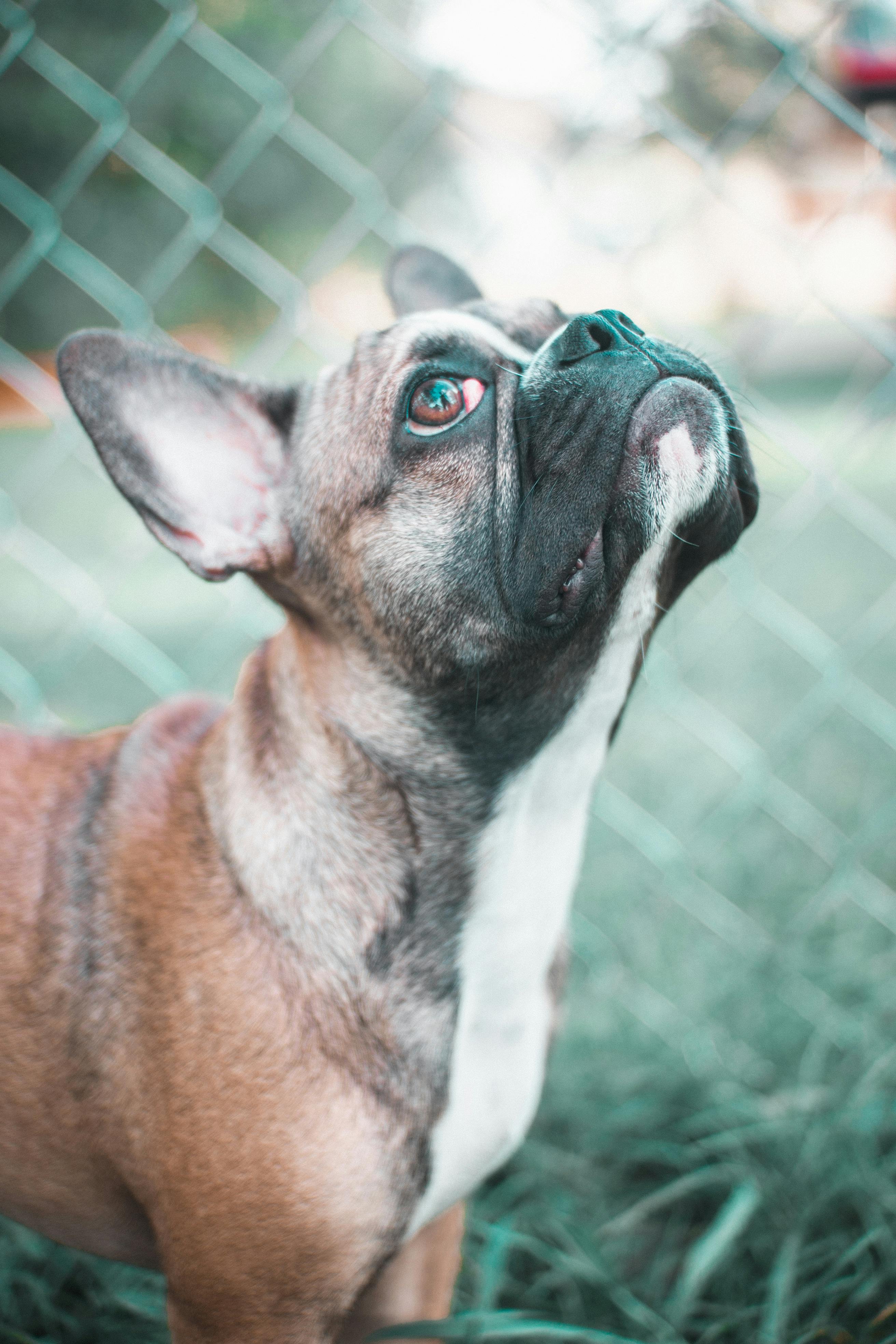 Dog in Close Up Photography · Free Stock Photo