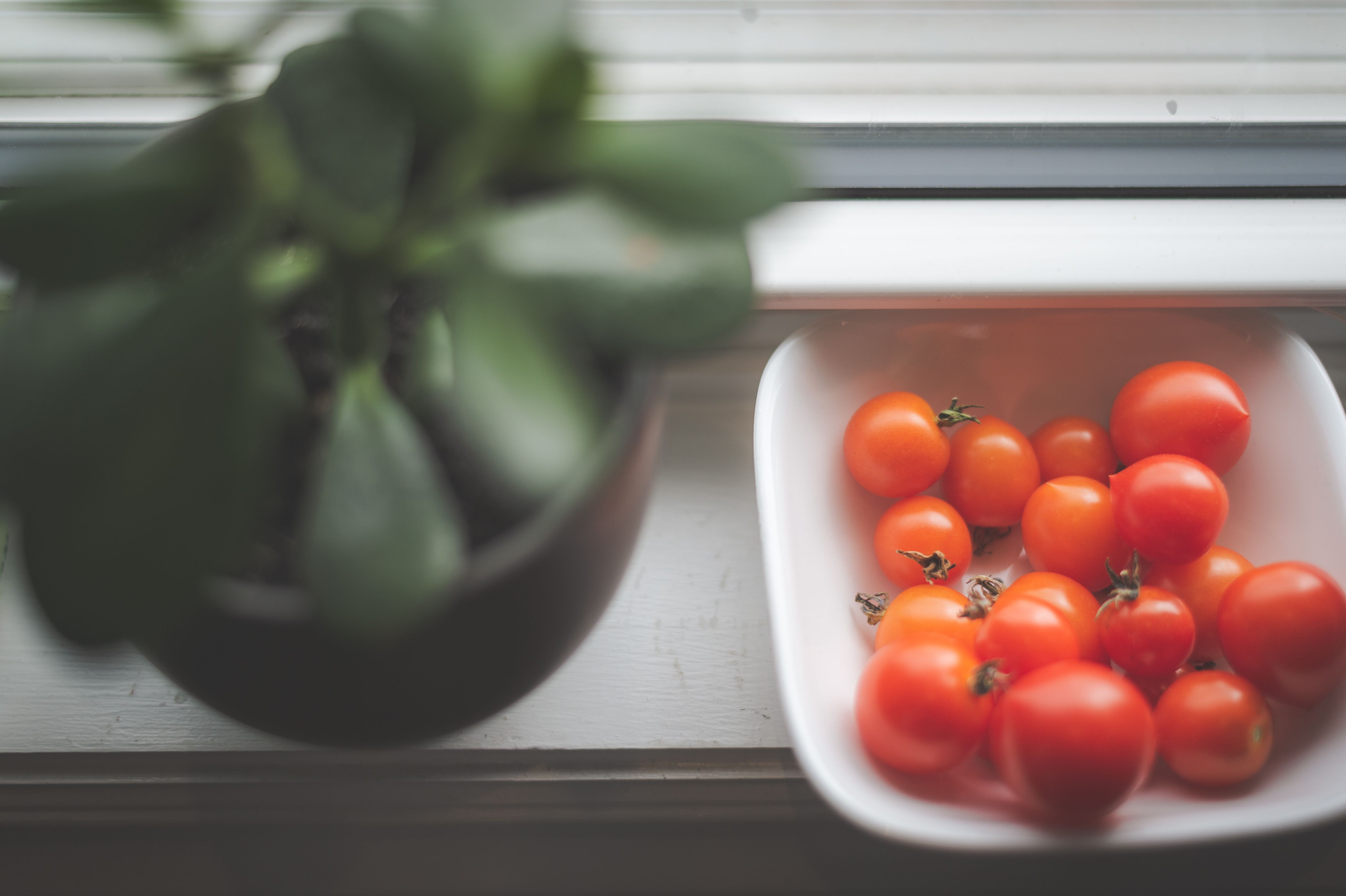 A Bowl of Tomatoes by the Window · Free Stock Photo