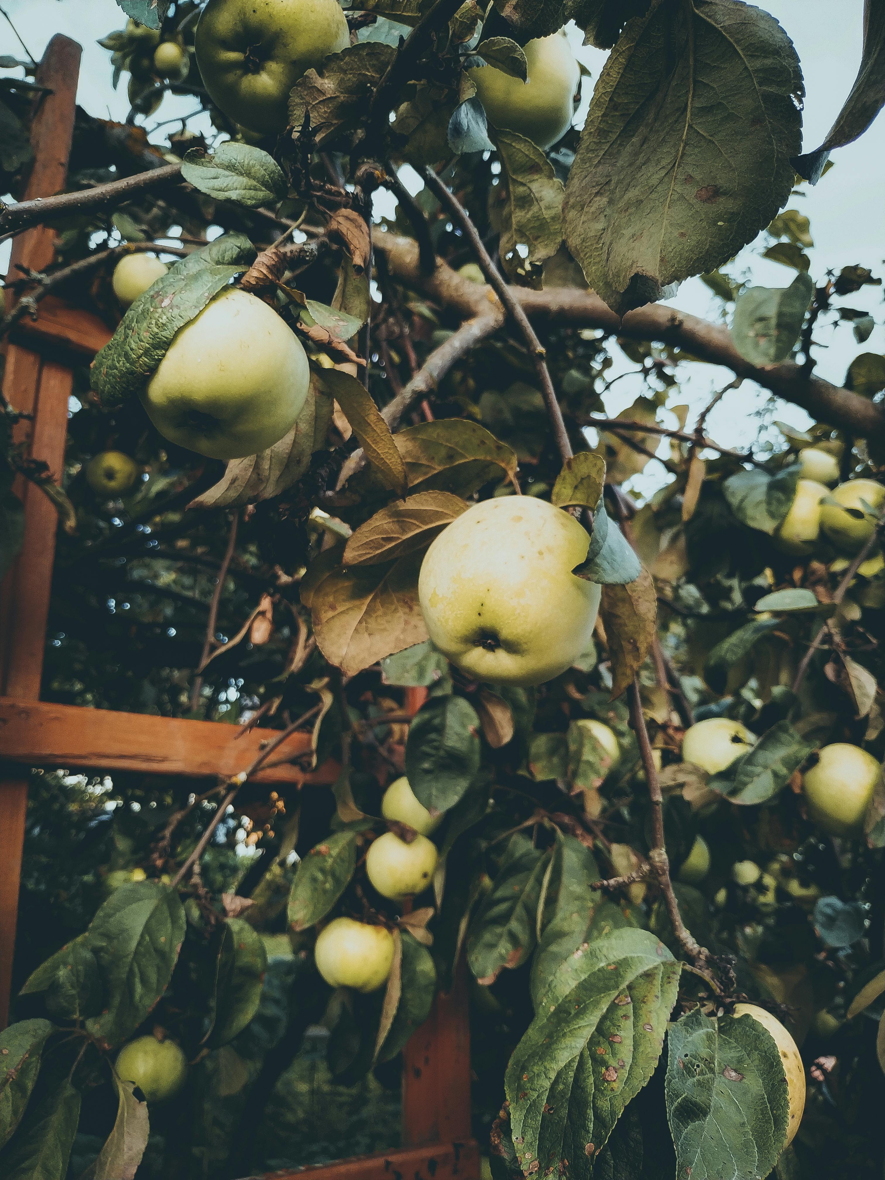 Branch Ladder Photos, Download The BEST Free Branch Ladder Stock Photos ...