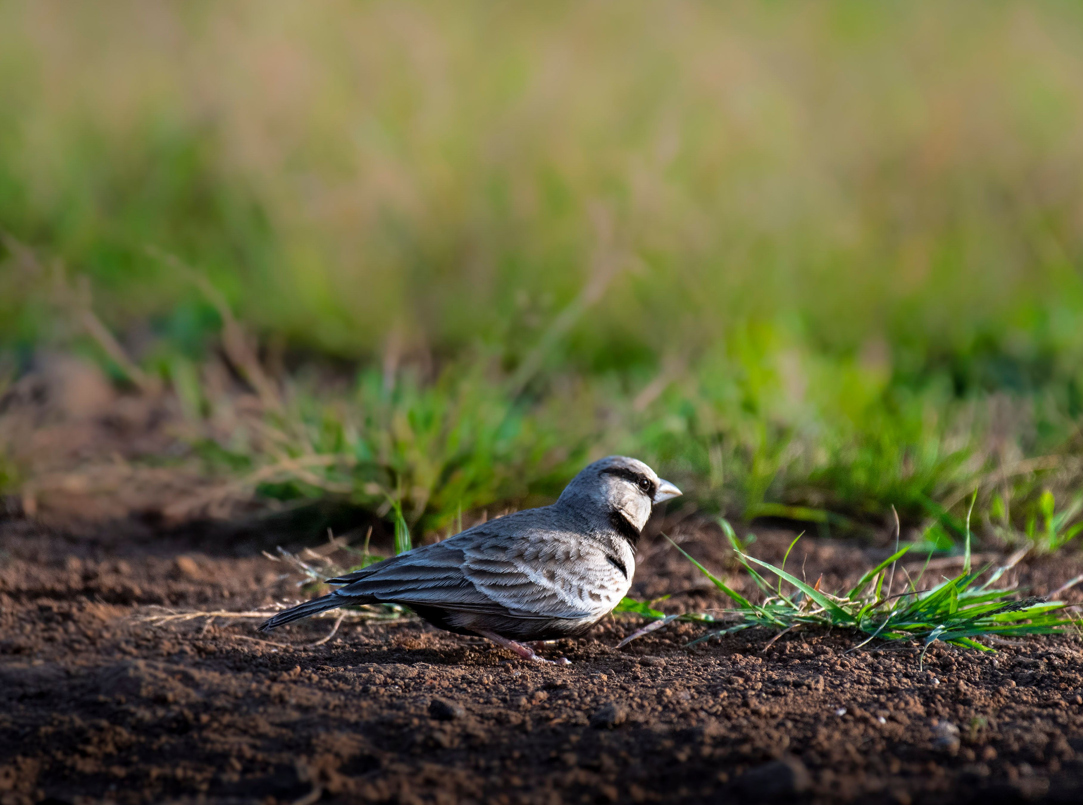 Gray Bird on the Ground · Free Stock Photo