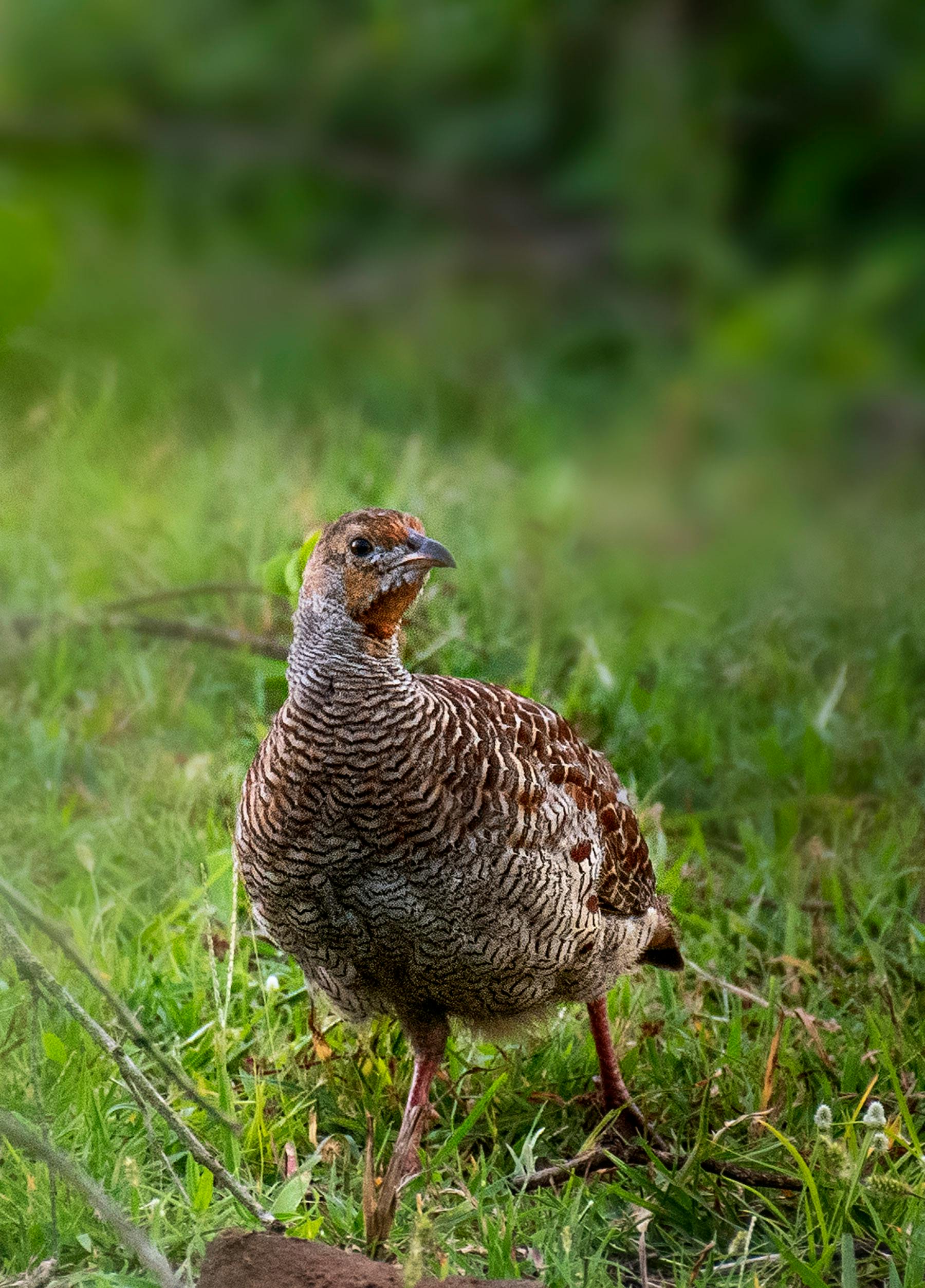 Quail Bird Photos, Download The BEST Free Quail Bird Stock Photos & HD ...