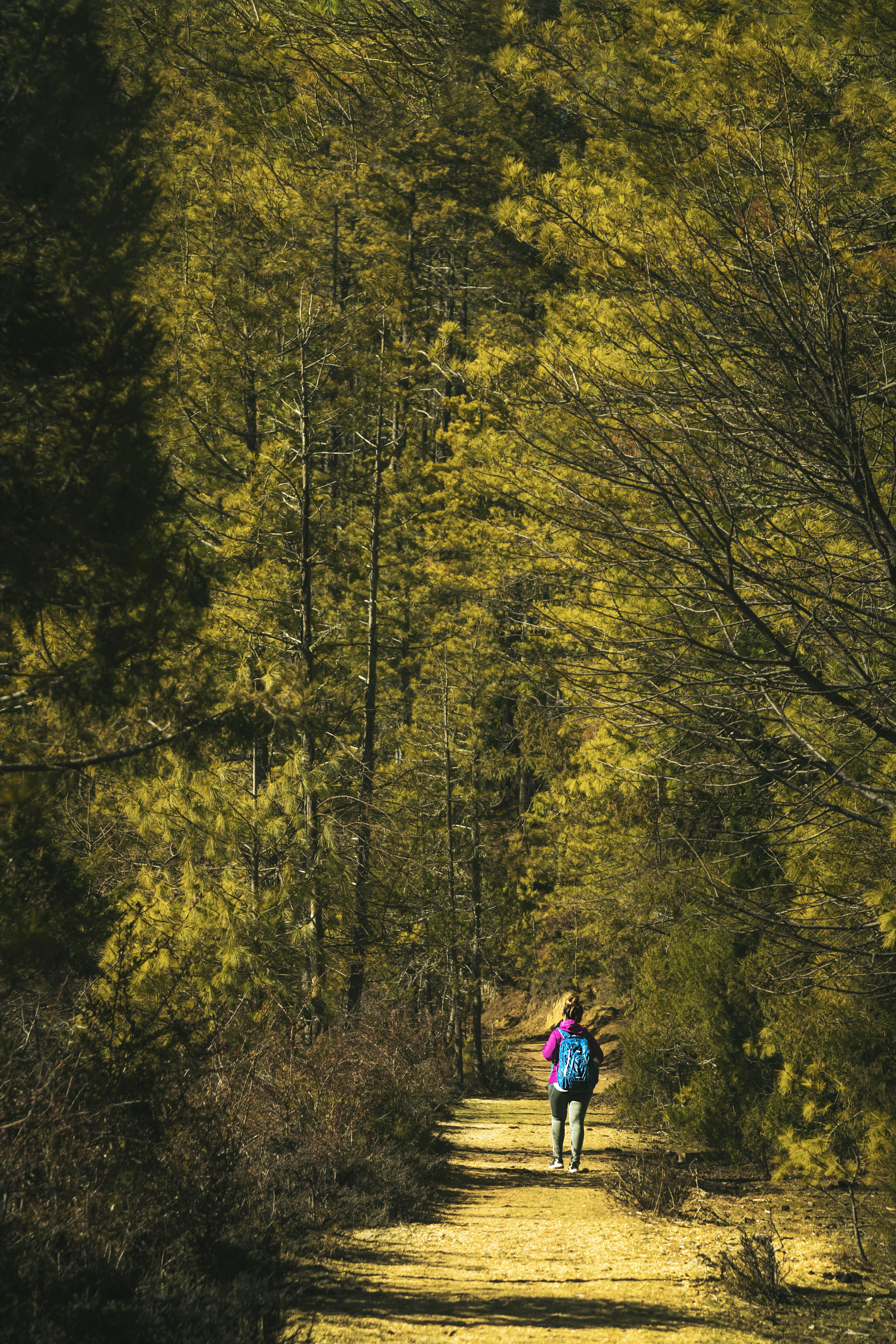 A Man Walking in Between Green Trees · Free Stock Photo