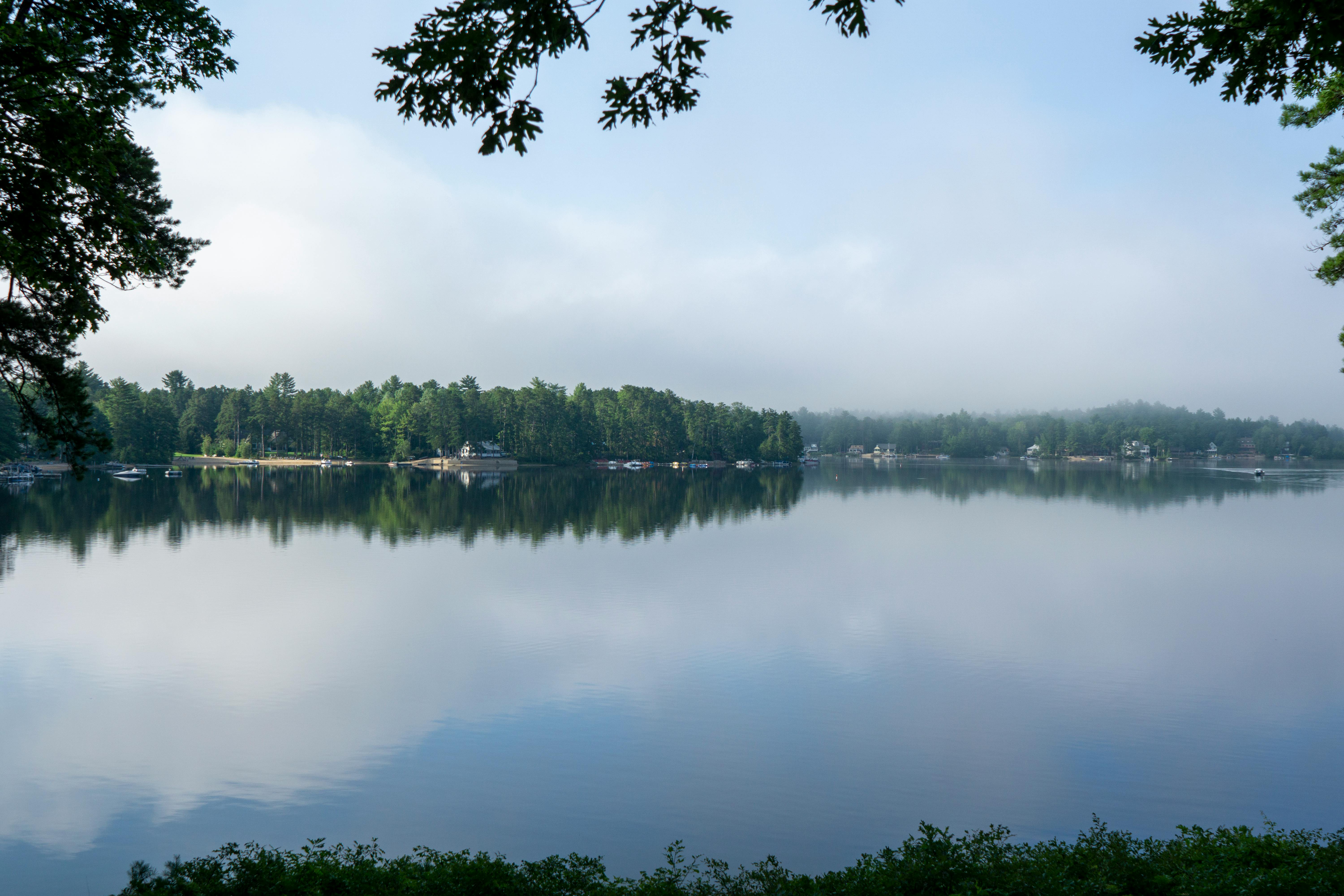 Collapsed Tree · Free Stock Photo