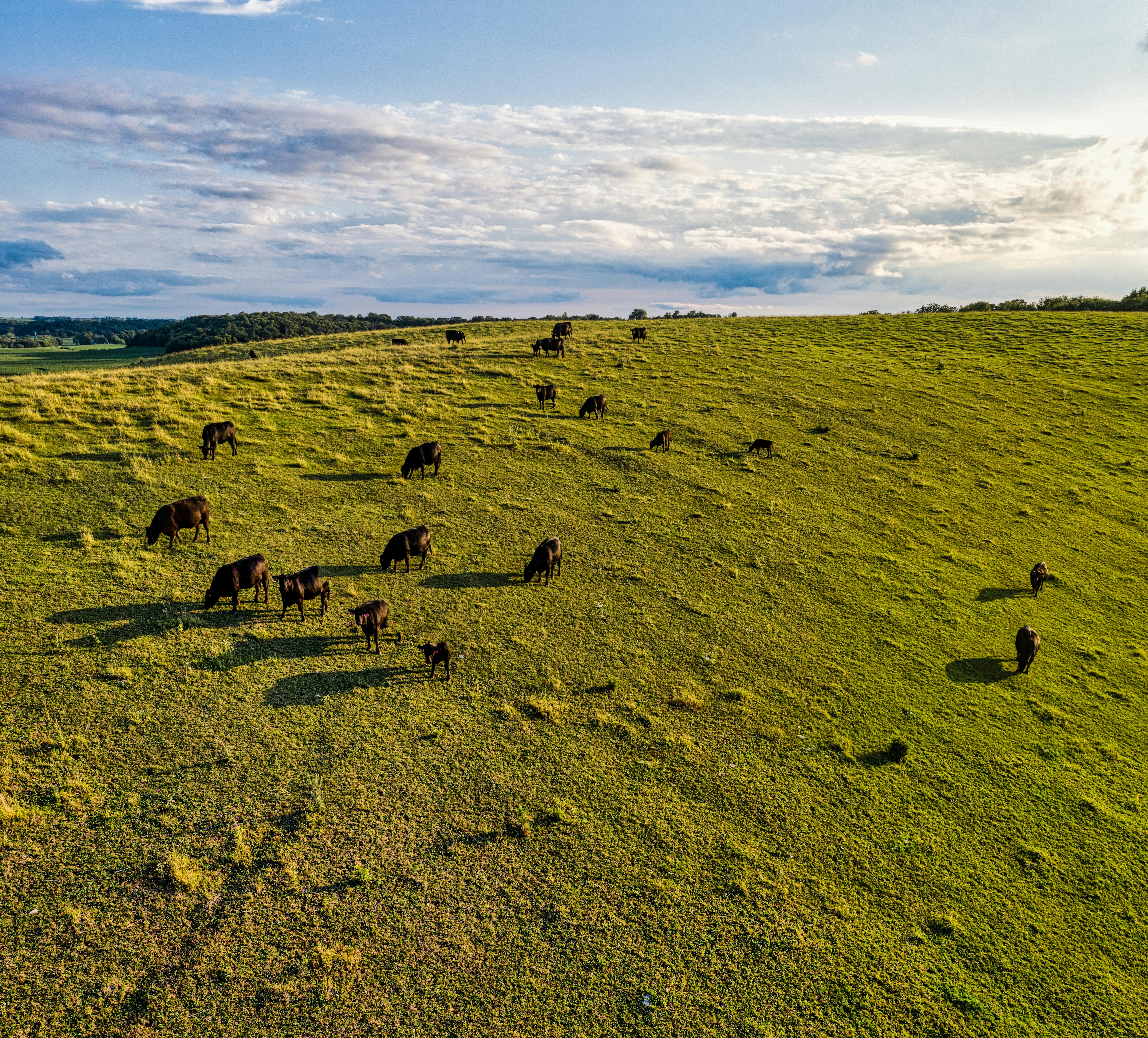 Photograph of Cows on a Hill · Free Stock Photo