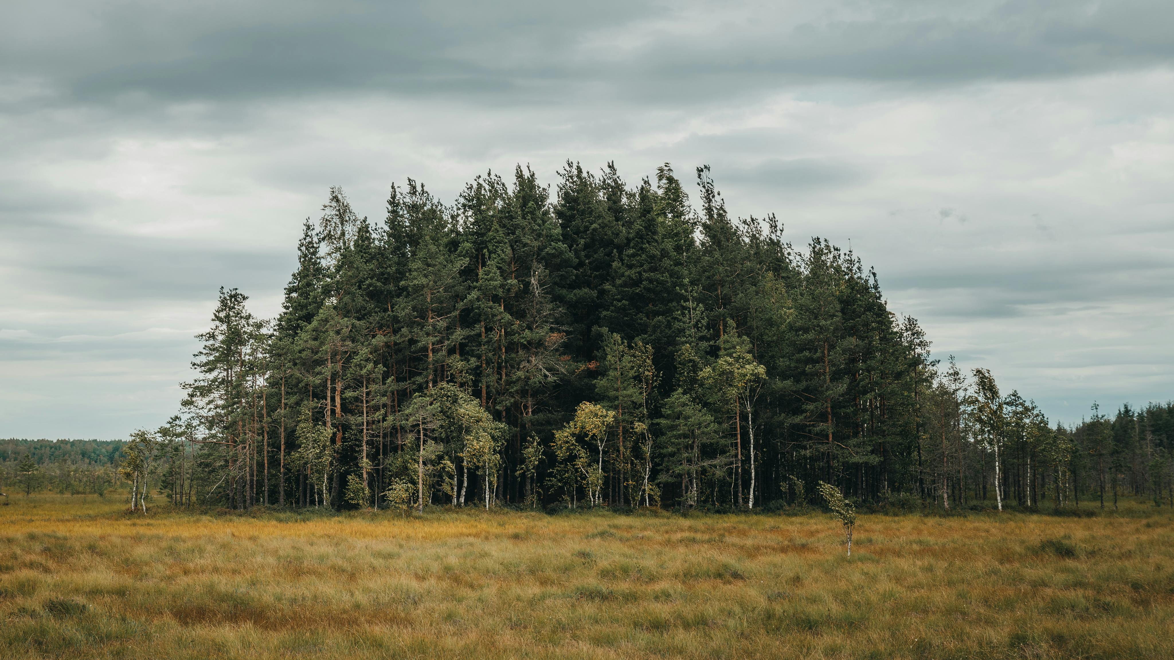 Trees on a Grassy Field · Free Stock Photo