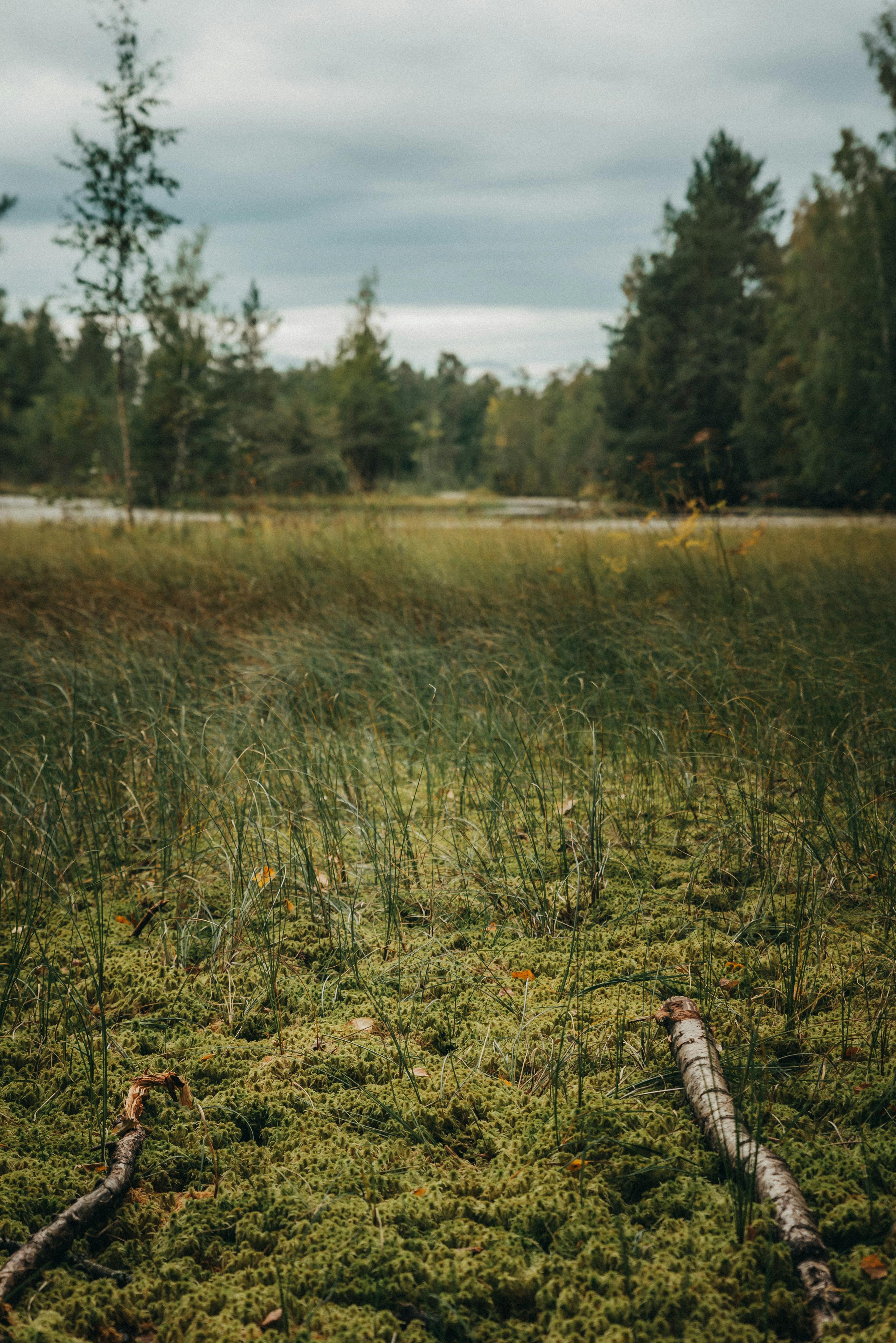 A Grassy Field · Free Stock Photo