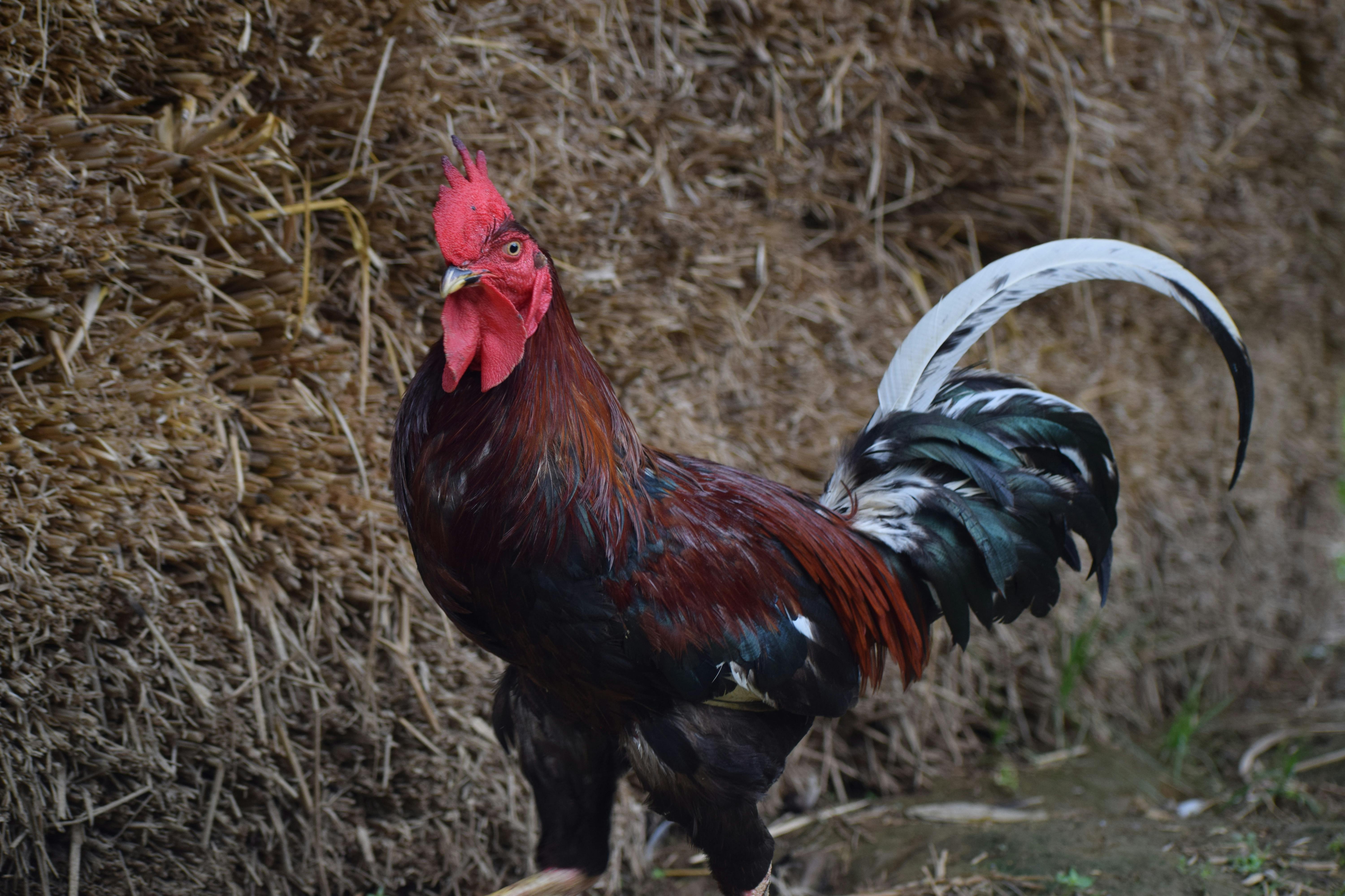 meena bodra - การถ่ายภาพ