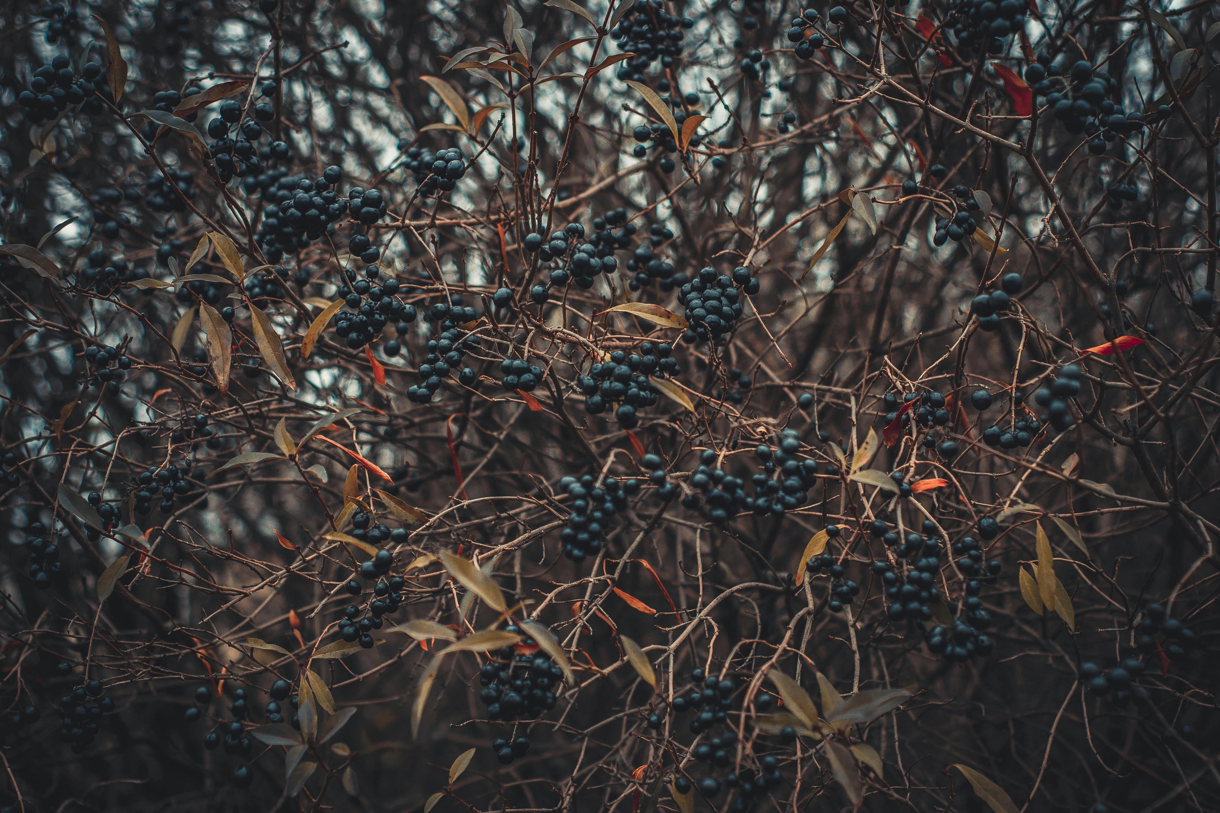Fruit Tree · Free Stock Photo