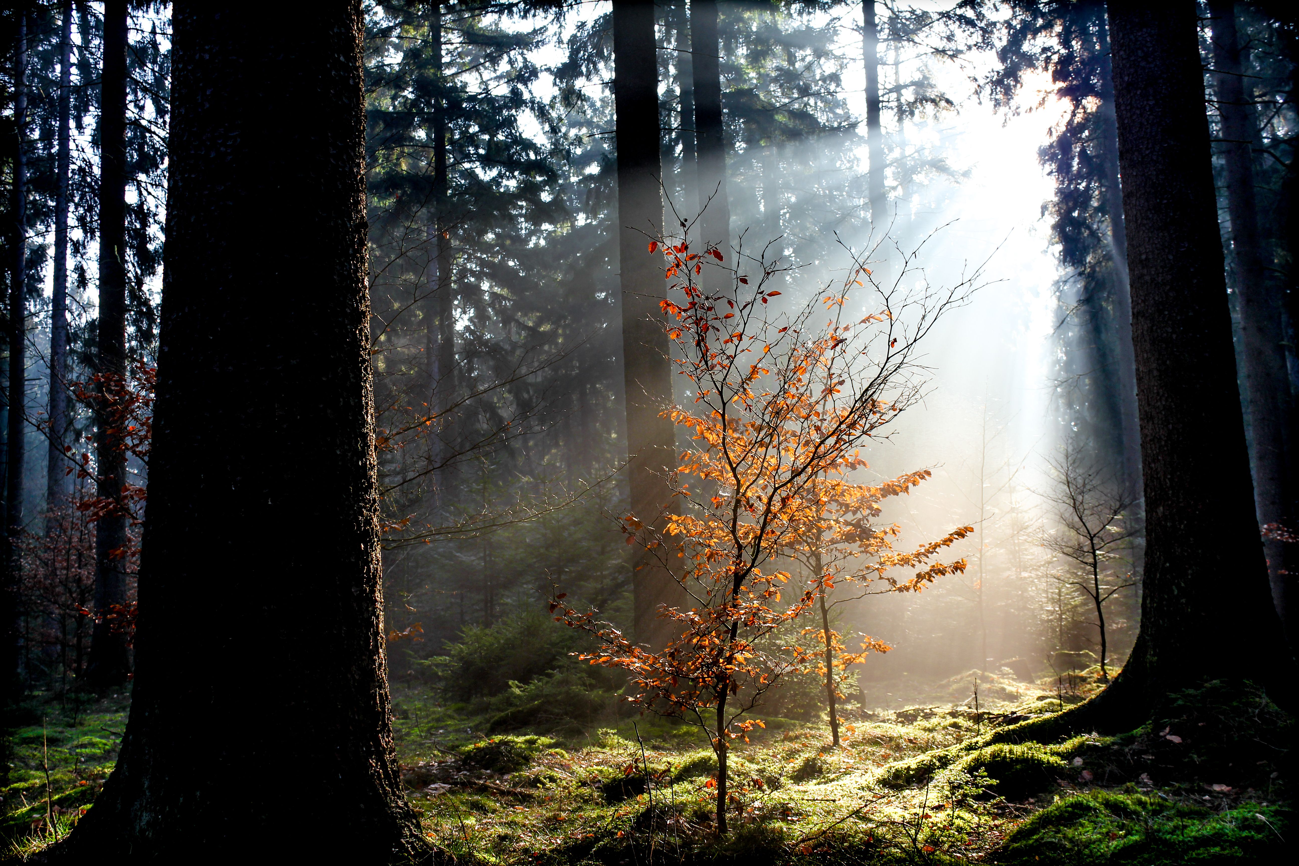 Green Tree Forest · Free Stock Photo