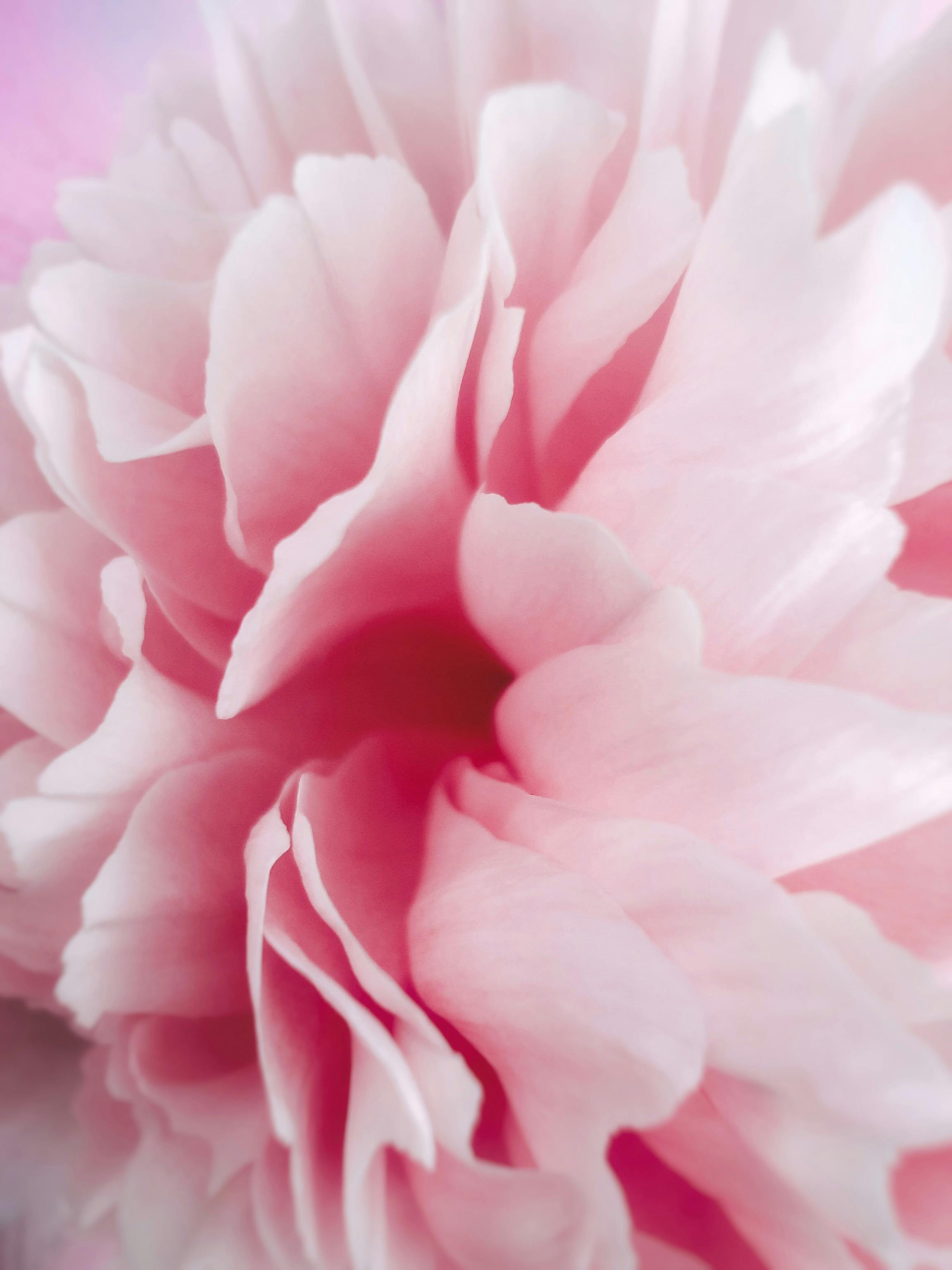 Close Up Photo of a Pink Flower · Free Stock Photo