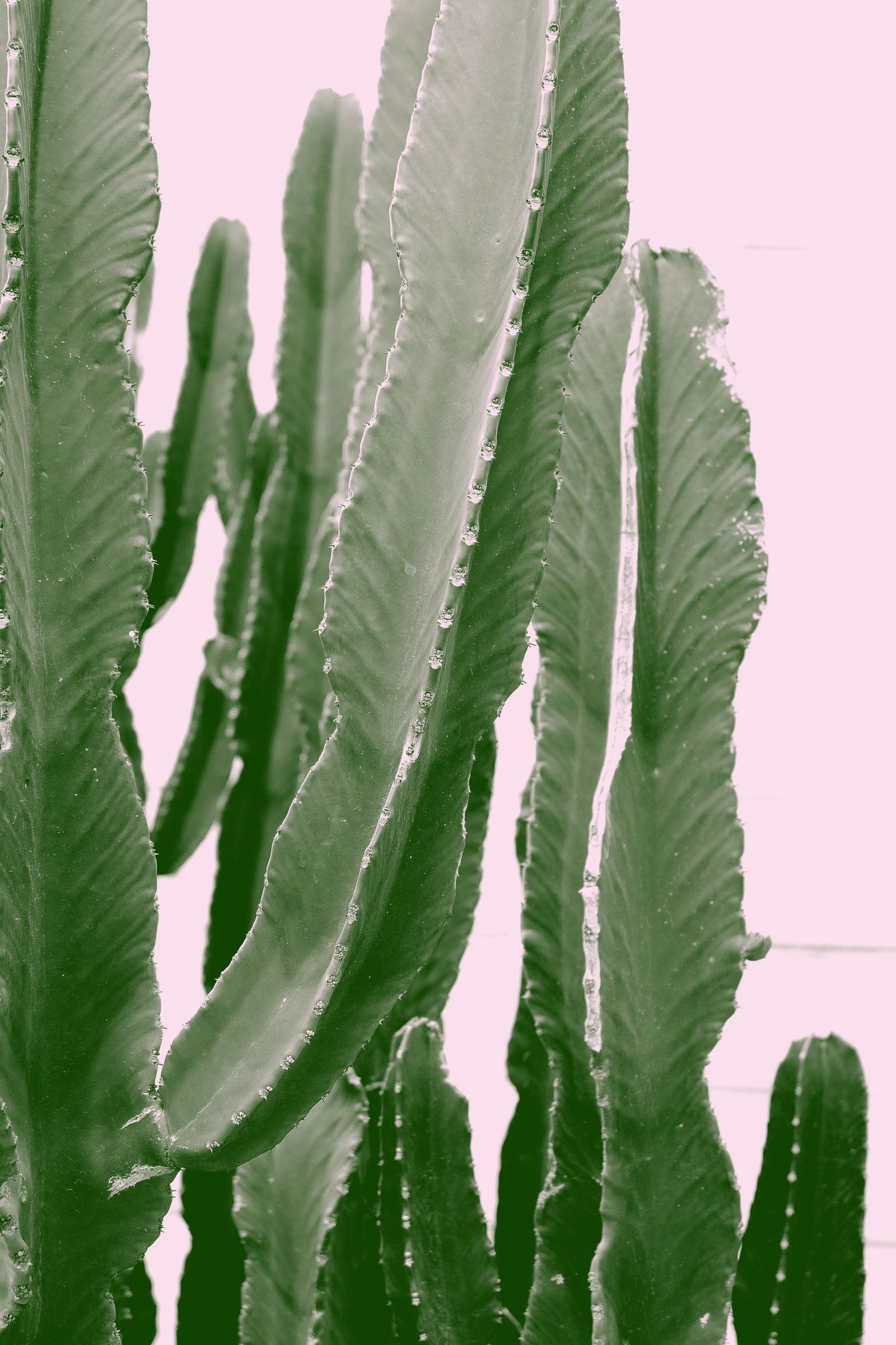 Botanical Photos, Download The BEST Free Botanical Stock Photos & HD Images