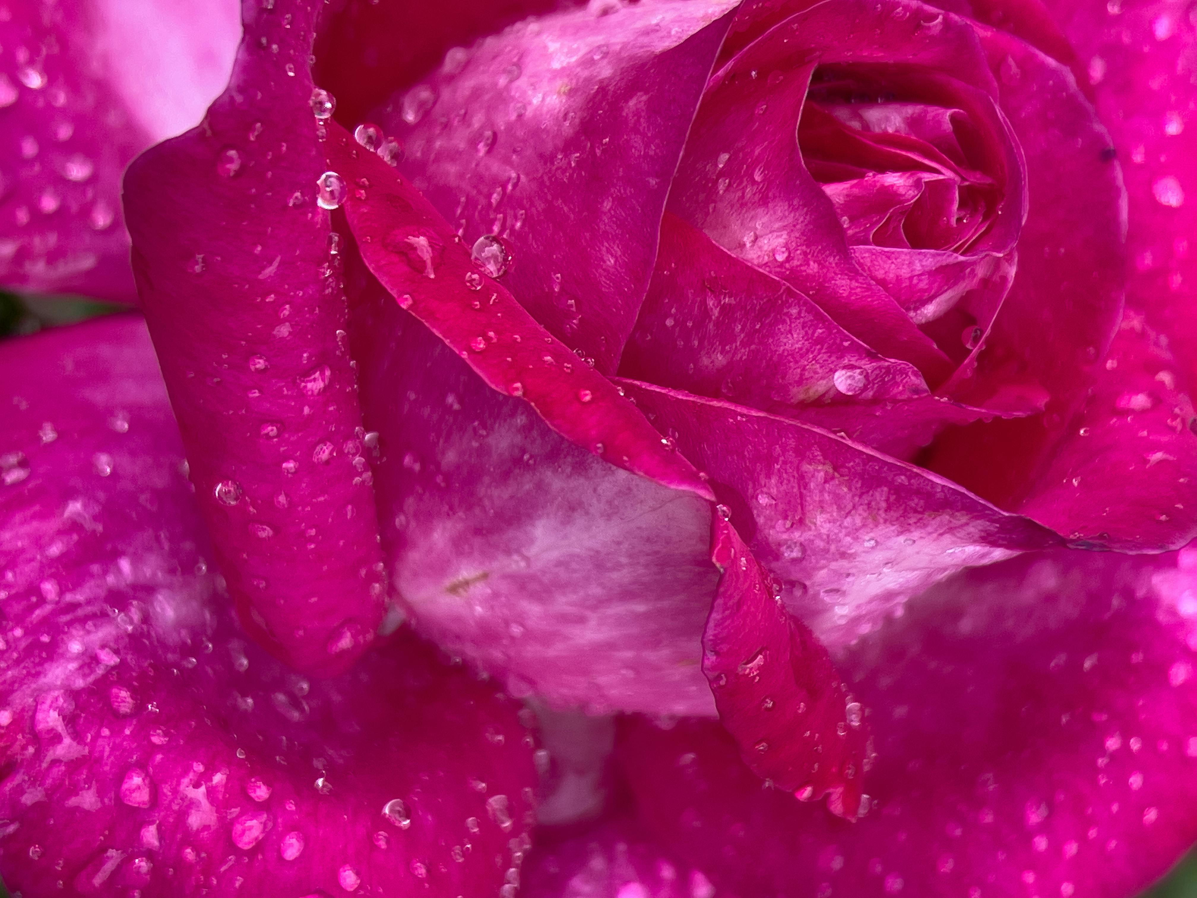 Close-up of a Pink Flower · Free Stock Photo