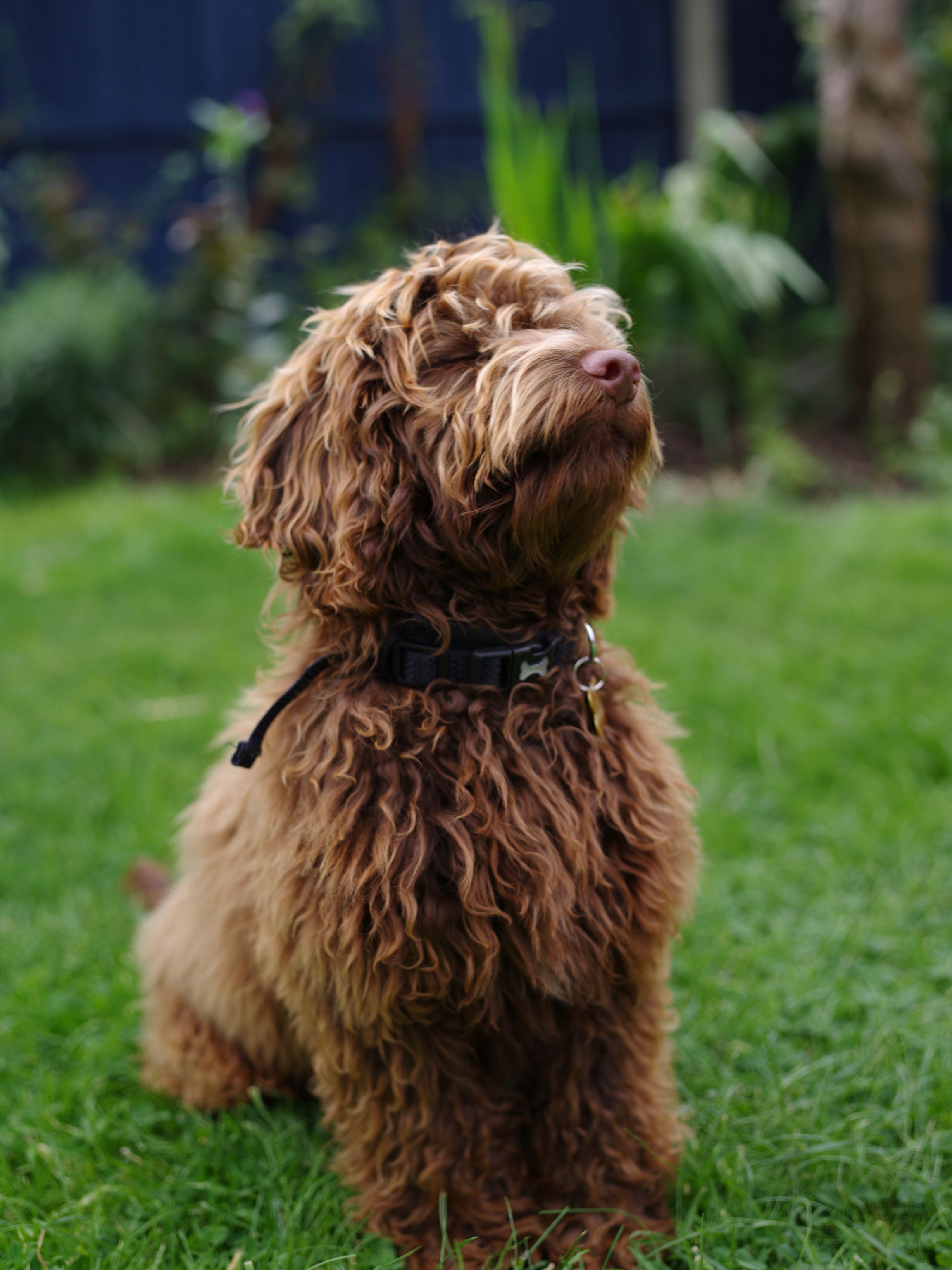 Photo of a Running Dog · Free Stock Photo