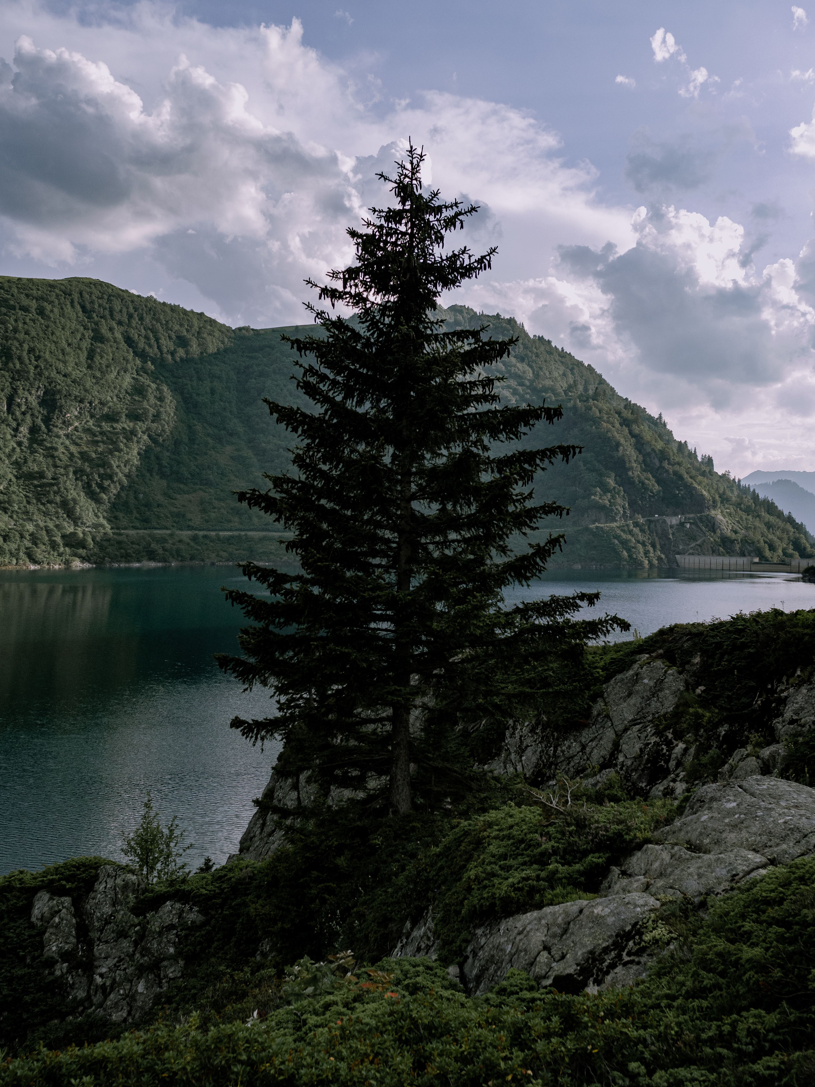 Landscape with Tree, Lake and Mountains · Free Stock Photo