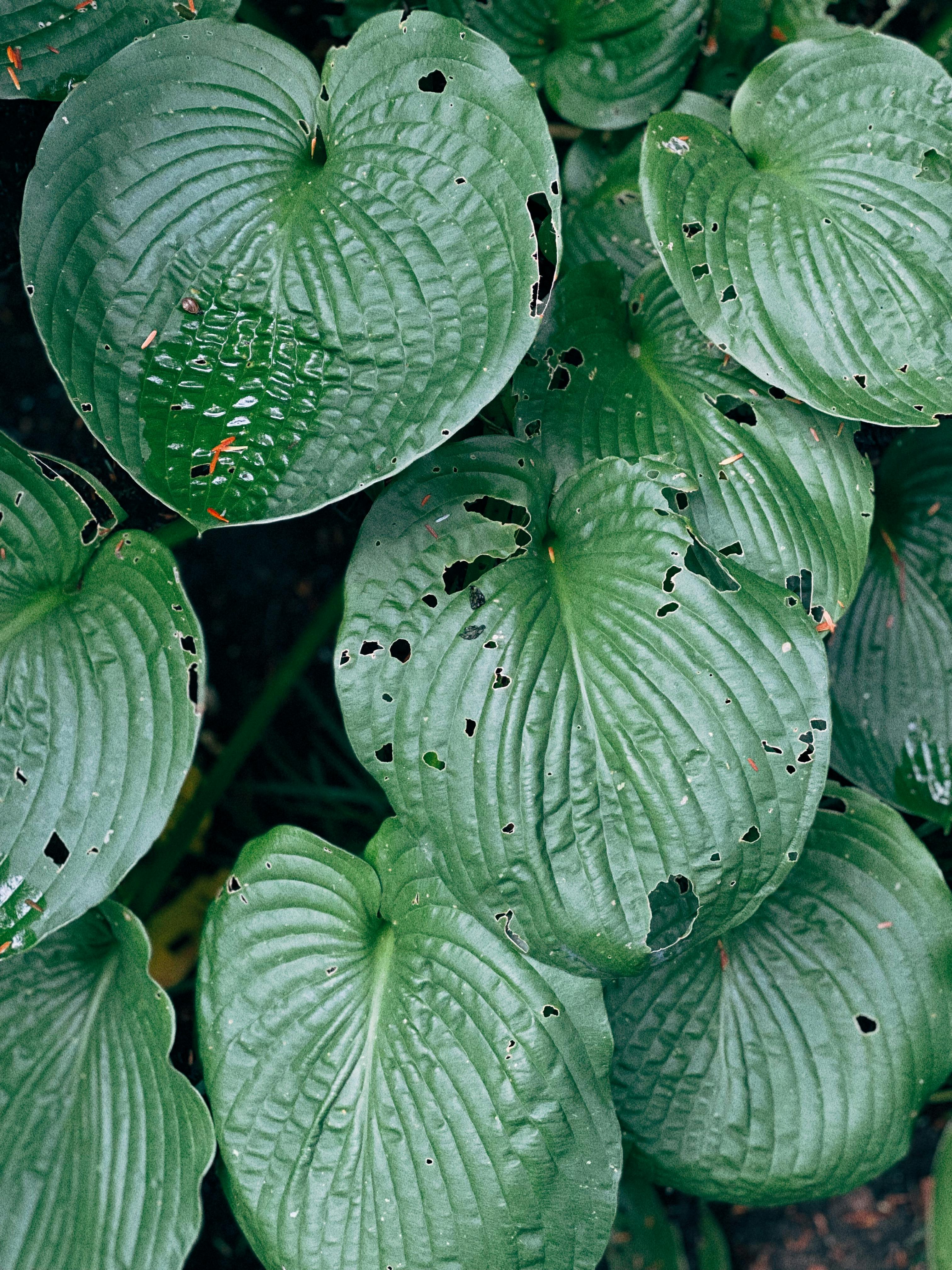 Hostas Photos, Download The BEST Free Hostas Stock Photos & HD Images